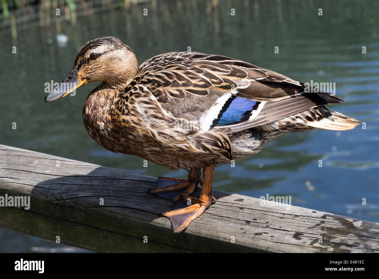Female Mallard Duck Perched on a Fence by Water at Fairburn Ings West ...