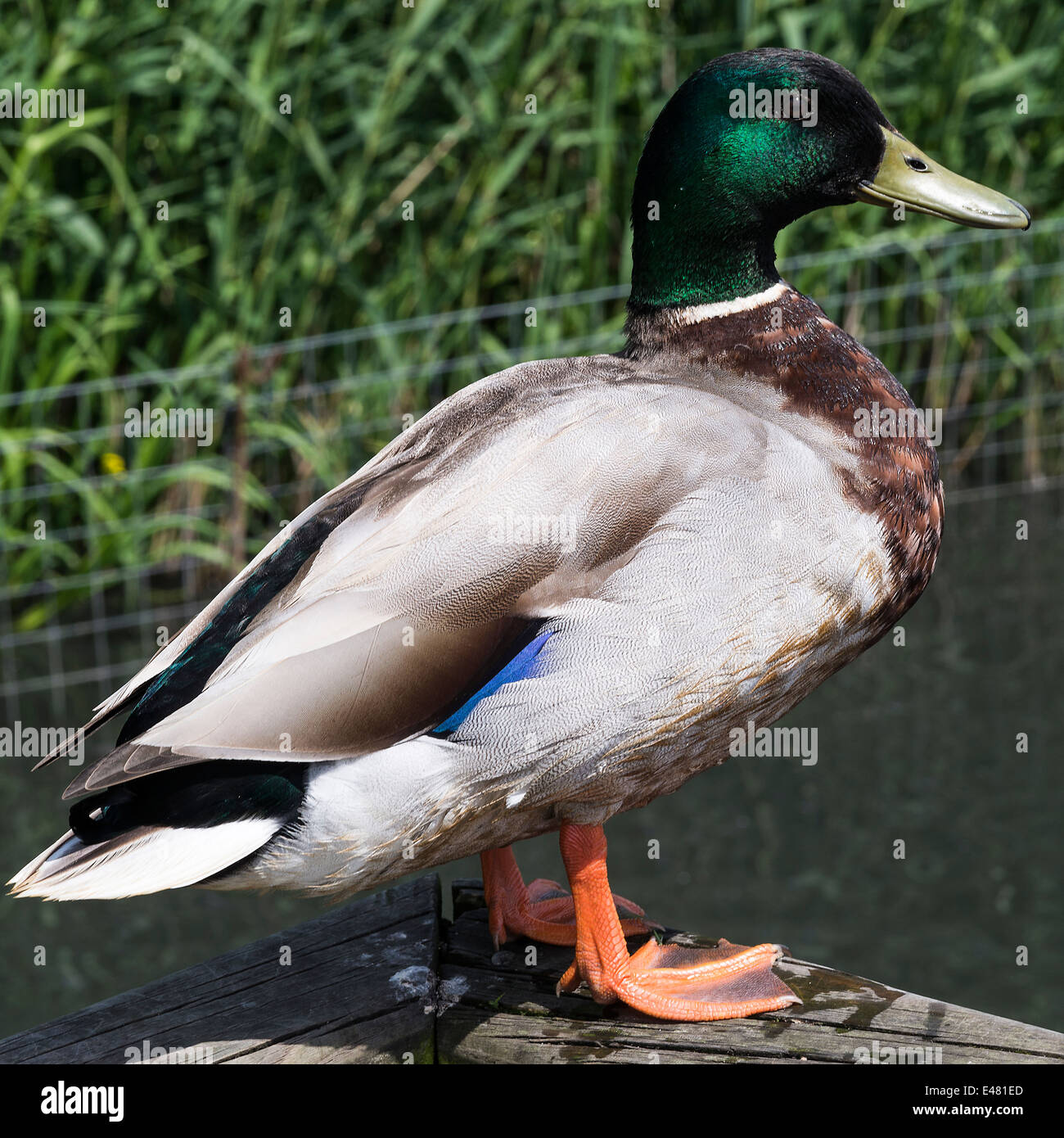Male mallard duck hi-res stock photography and images - Alamy