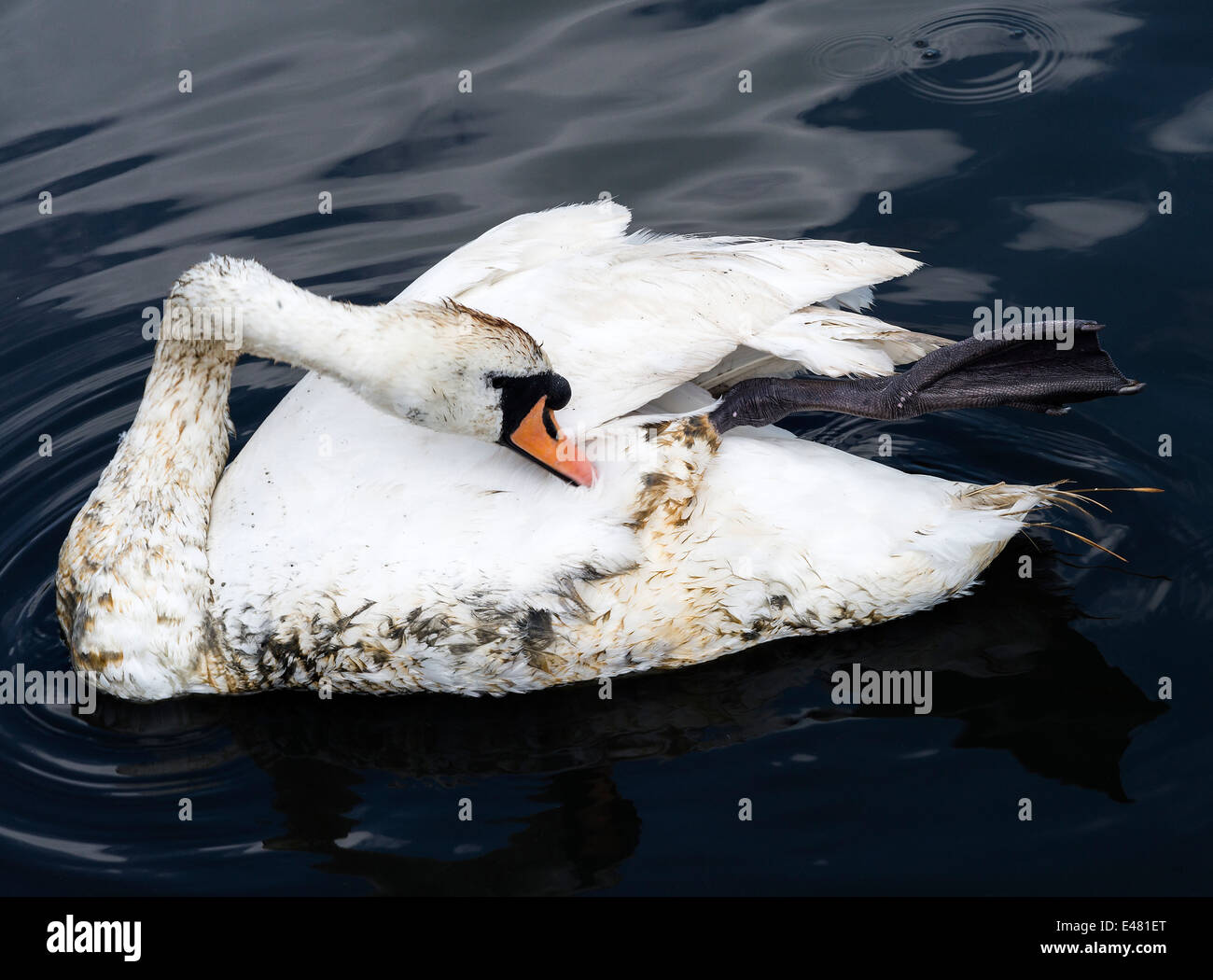 Adult male swan hi-res stock photography and images - Alamy