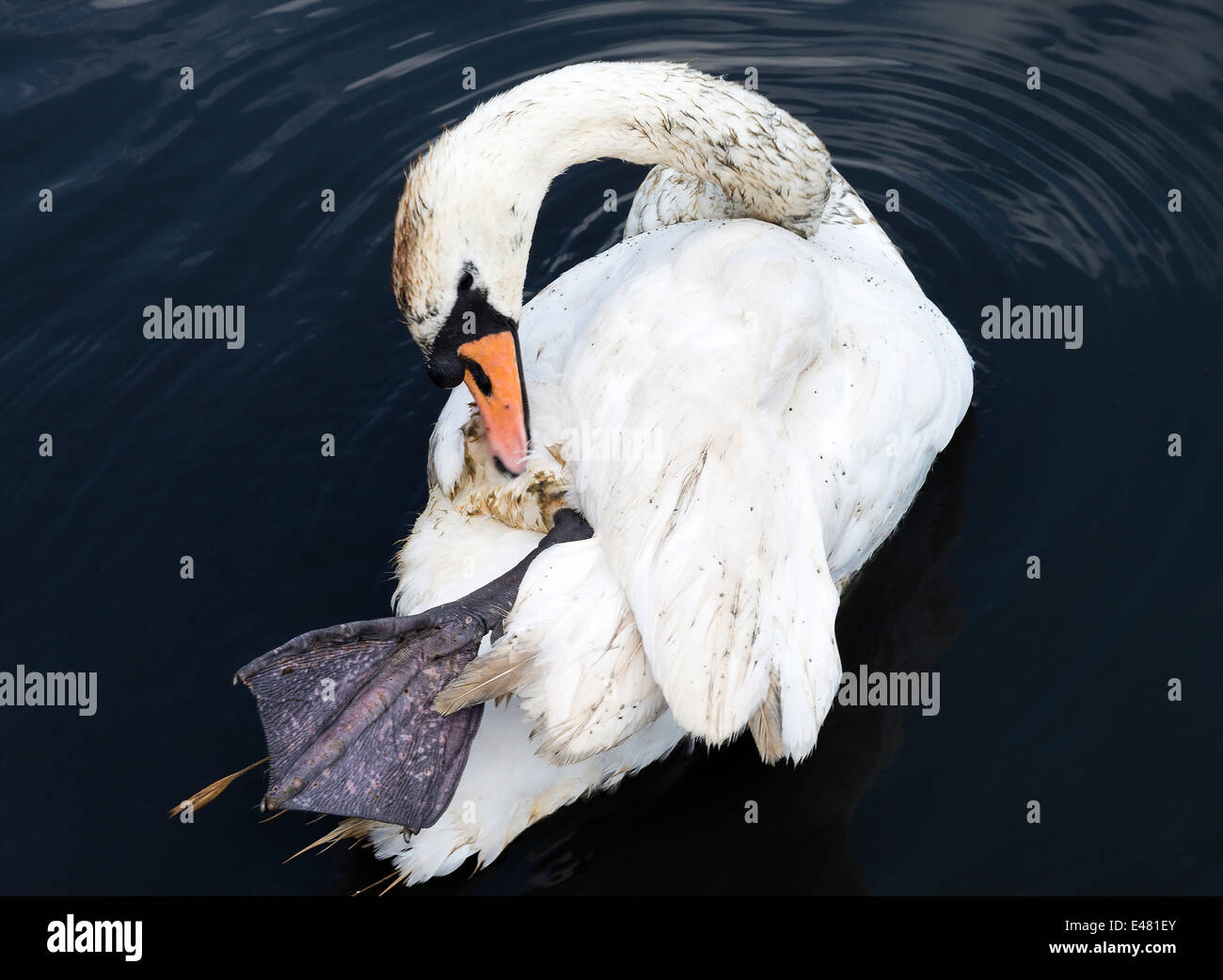 An Adult Male Mute Swan Preening its Feathers on Water at Fairburn Ings ...