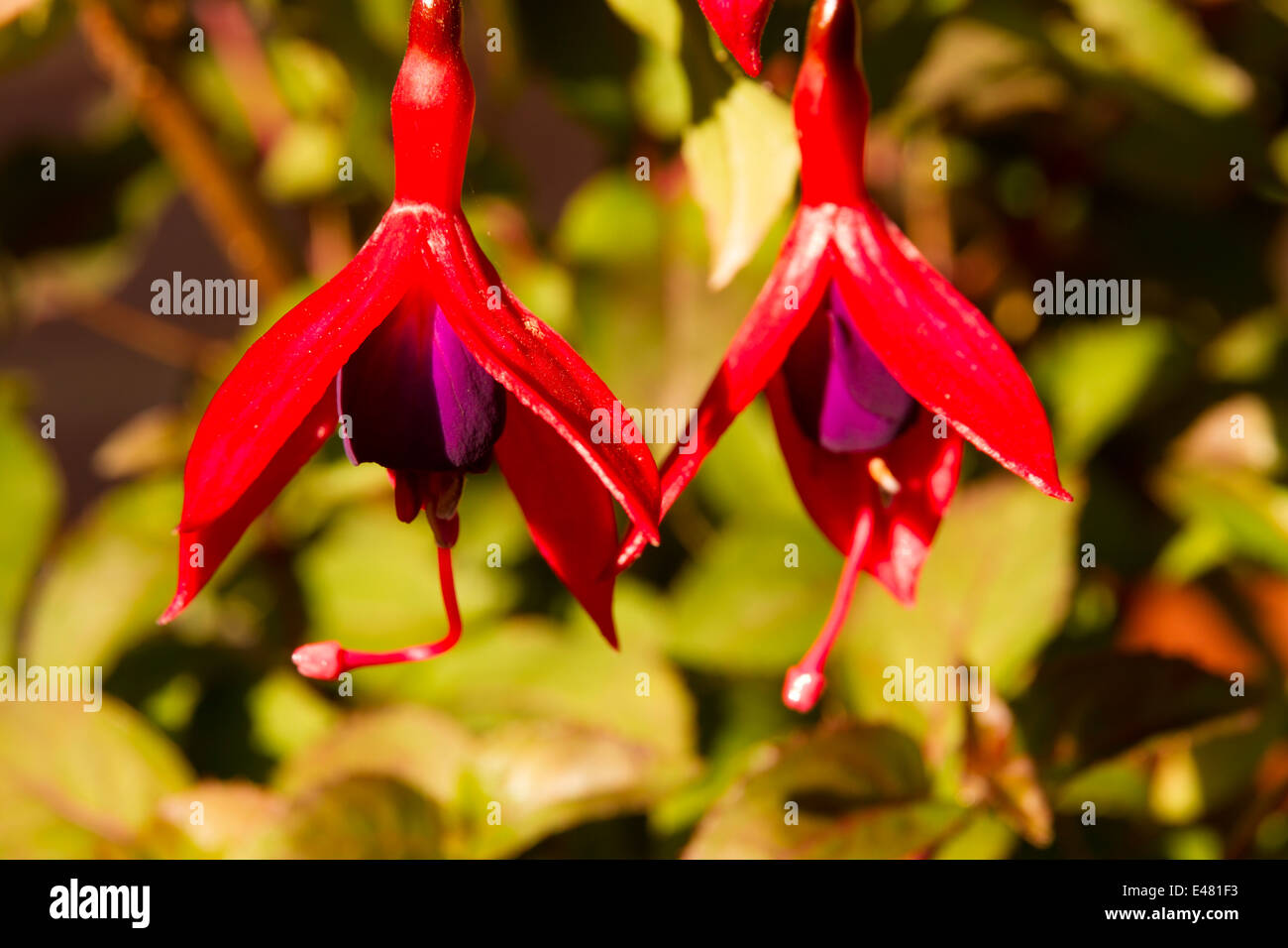 Uk fuschia hi-res stock photography and images - Alamy