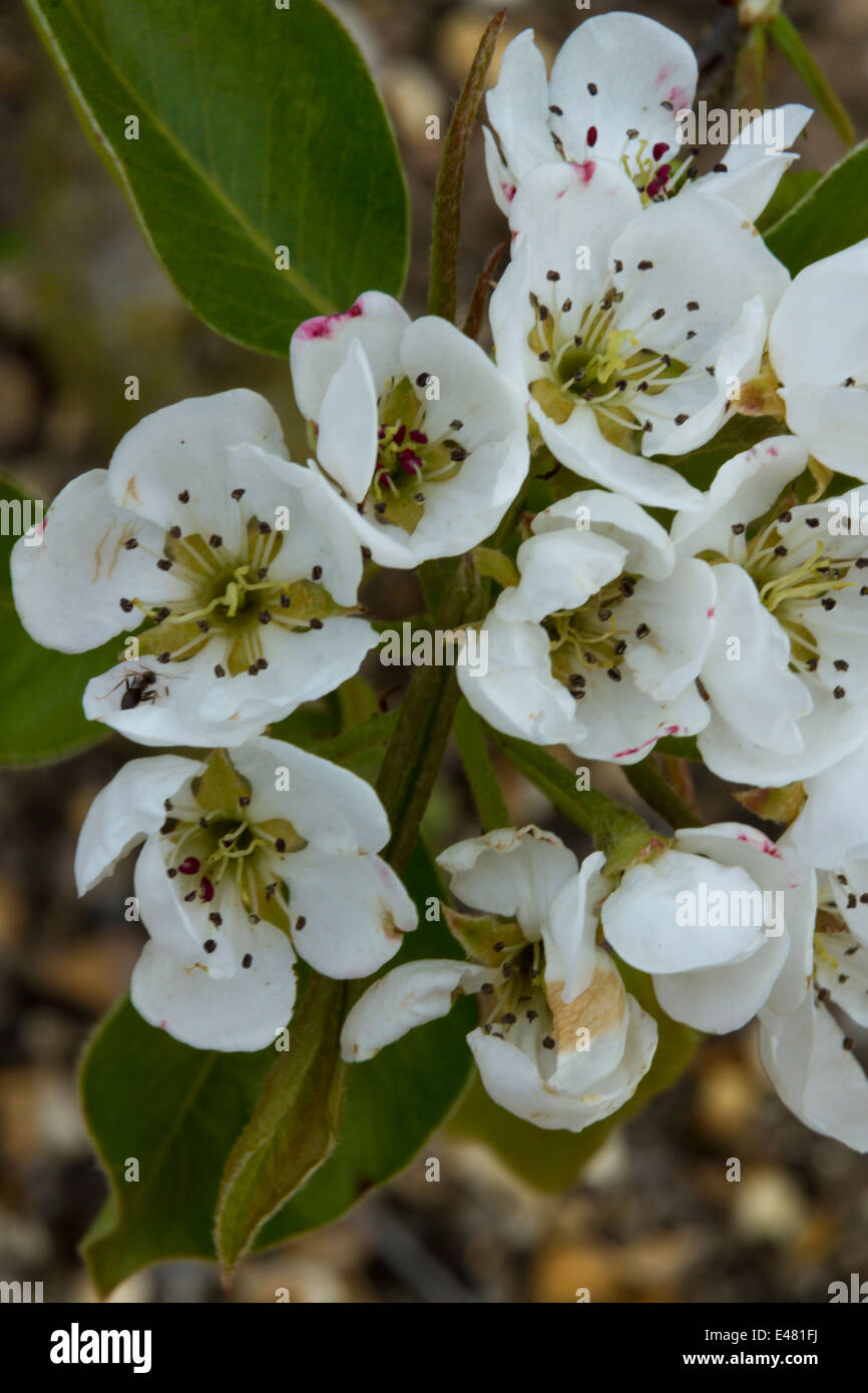 Pear flower pyrus communis hi-res stock photography and images - Alamy