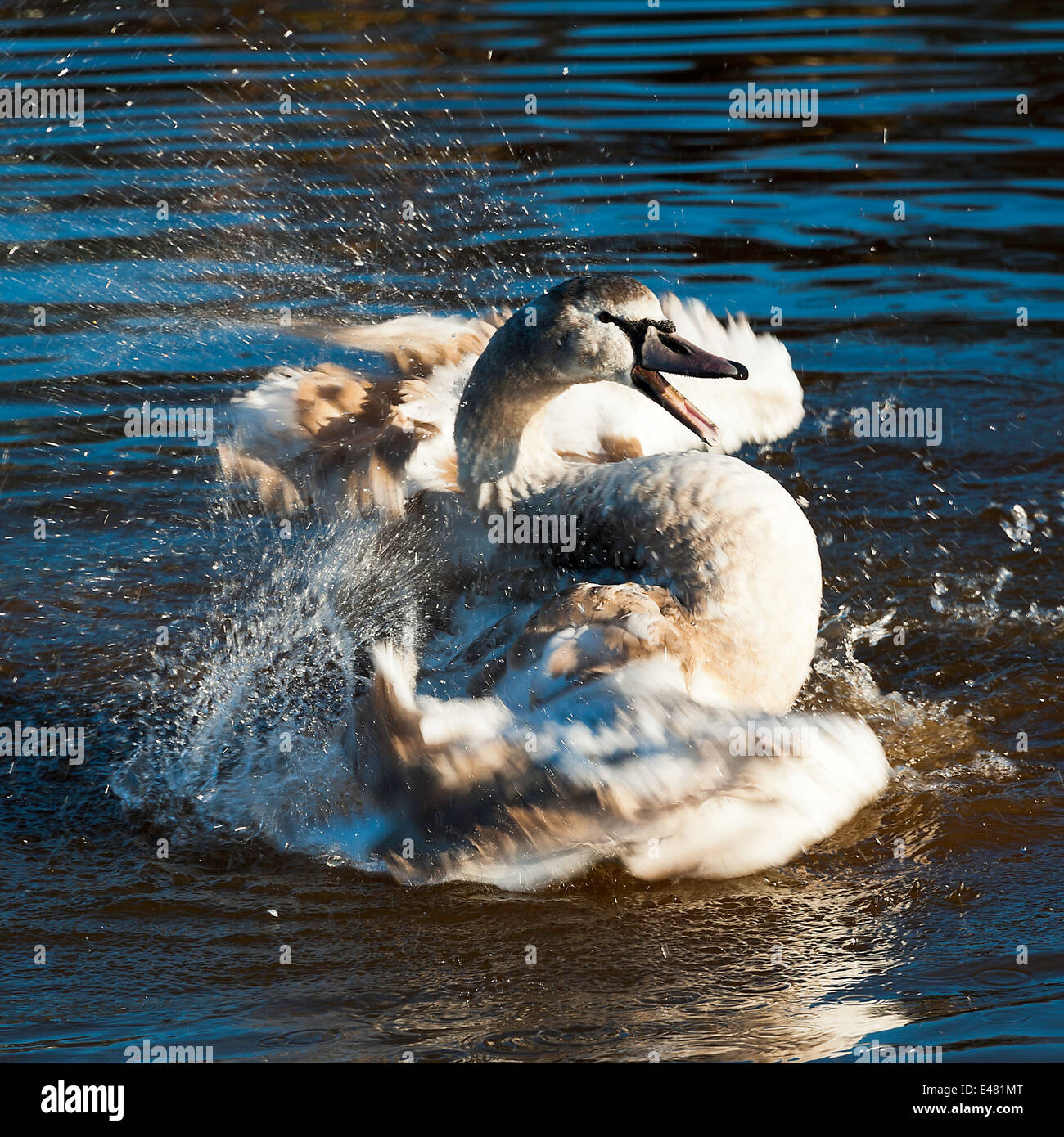 Mute Swan Cygnet Enjoying Preening Session in the Trent and Mersey ...