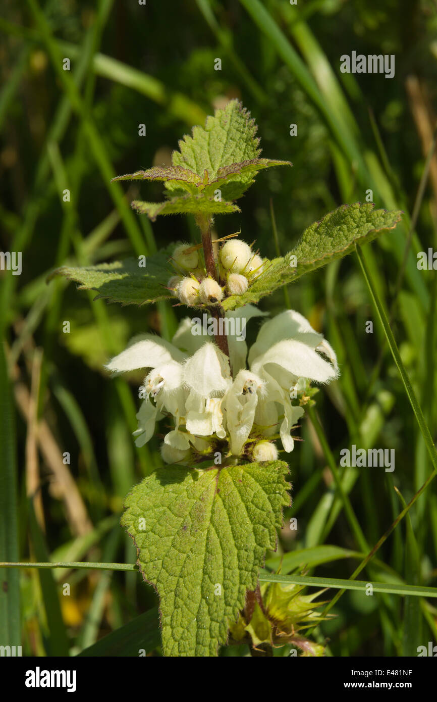 Common nettle, stinging nettle, Urtica dioica in flower, month of April ...