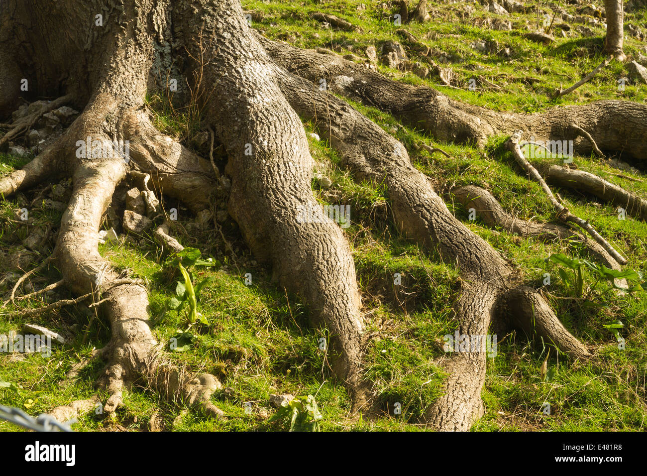 Exposed anchor hi-res stock photography and images - Alamy