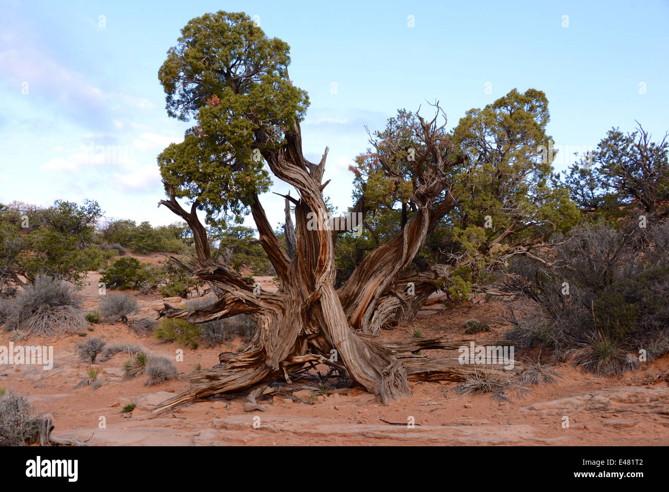 juniper tree in arches national park Stock Photo - Alamy