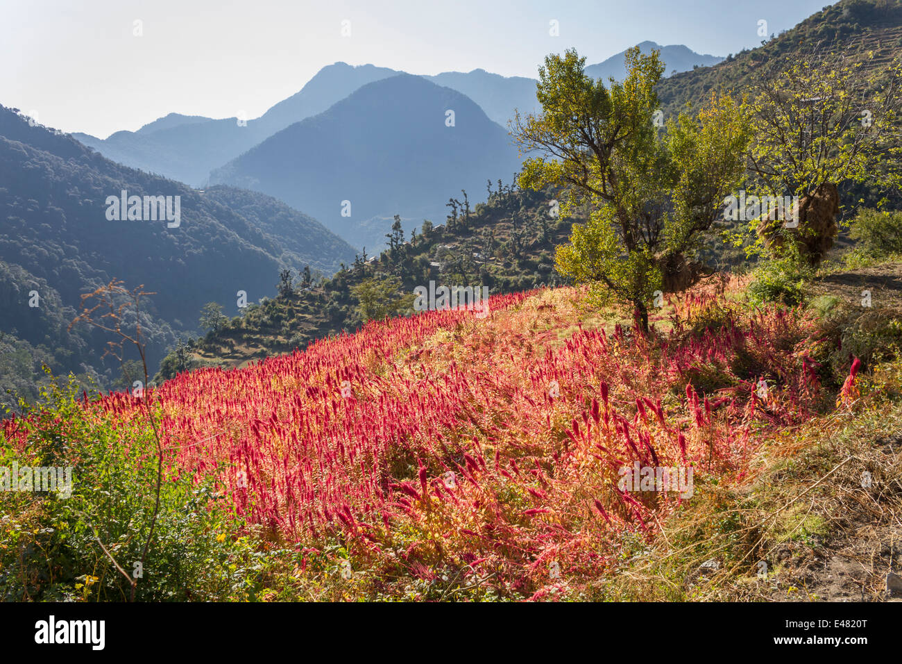 A field of amaranth on a Himalayan mountain, Uttarakhand, India Stock ...