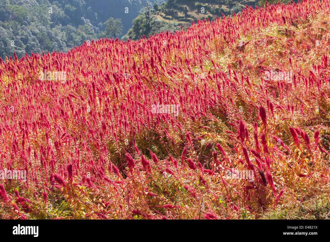 Himalayan Amaranth High Resolution Stock Photography and Images - Alamy