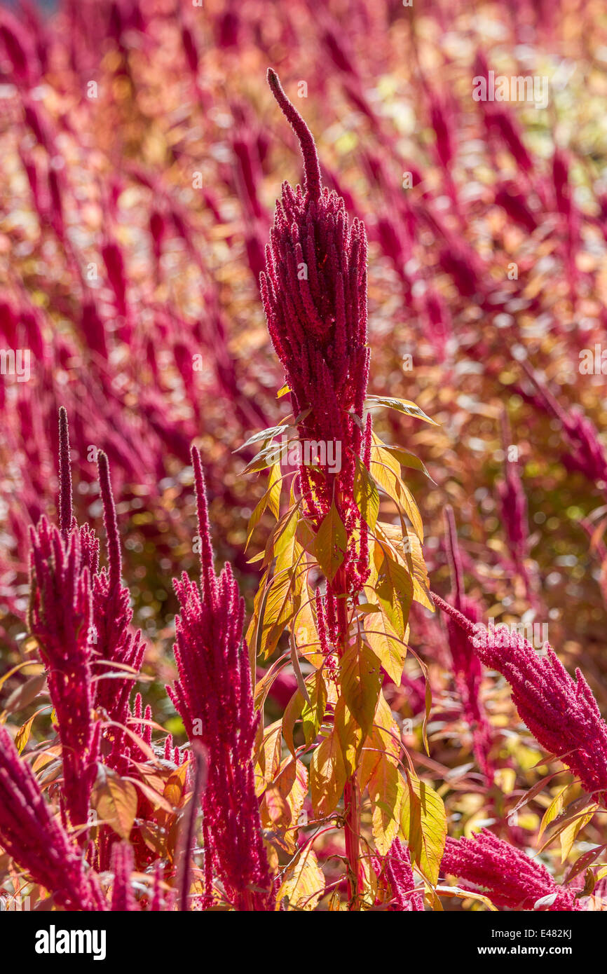 Crops in uttarakhand hi-res stock photography and images - Alamy