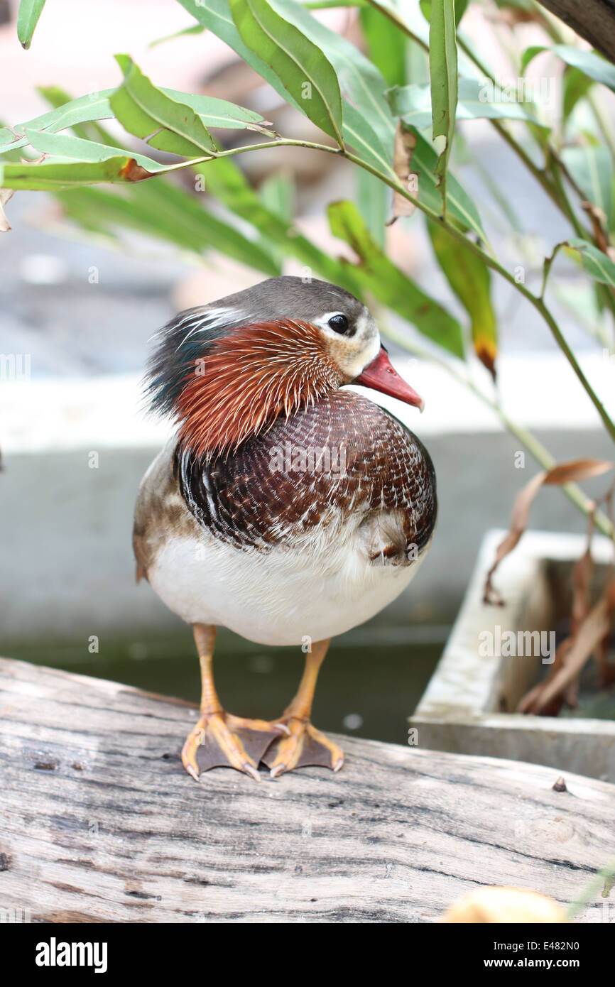 colorful green winged teal duck on the timber in pond Stock Photo - Alamy