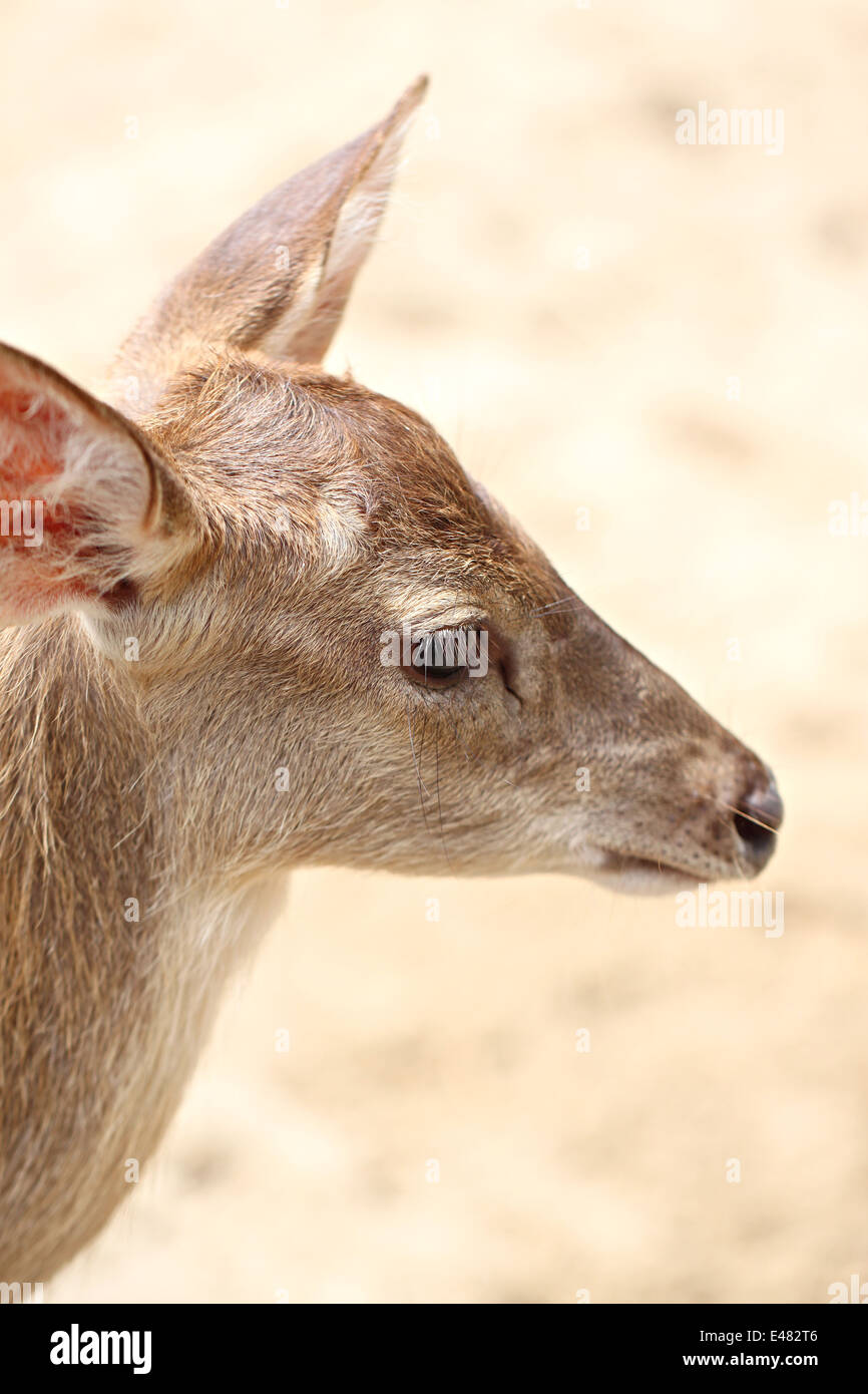 Young deer in the farm for wild animals background Stock Photo - Alamy