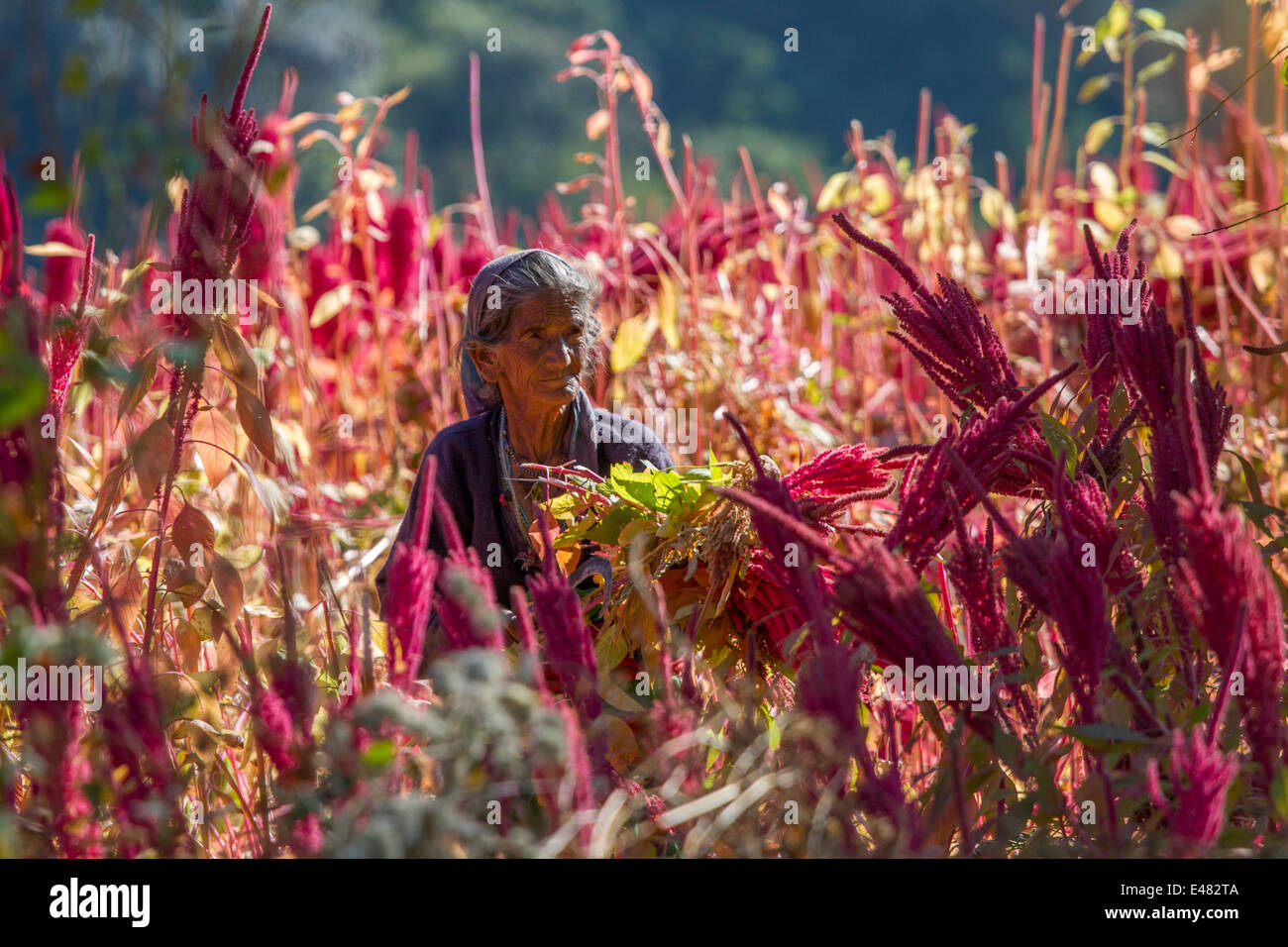 An elderly woman inspecting amaranth crop, Uttarakhand, India Stock ...