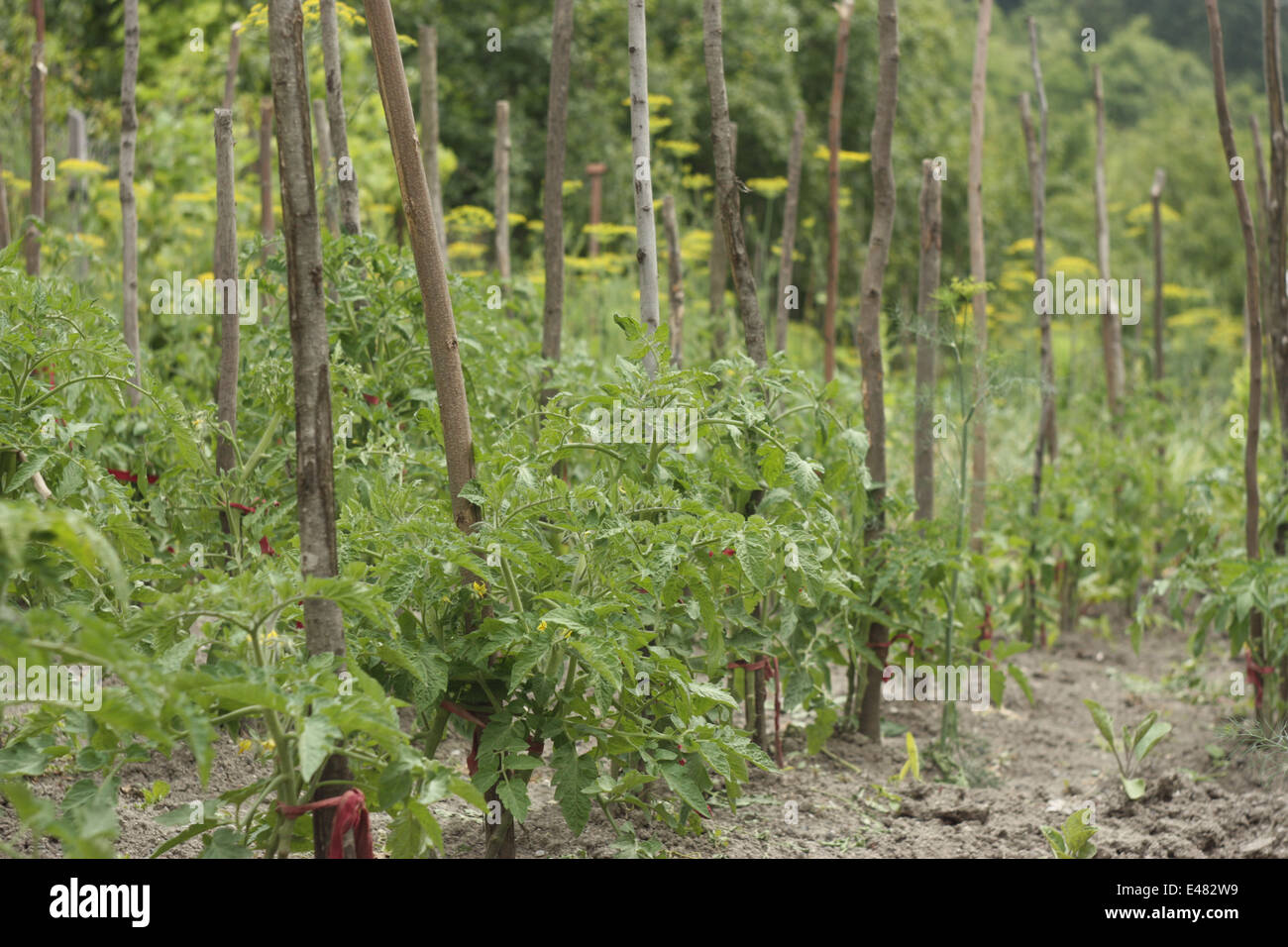 Vegetable garden summer time small farm Romania countryside Stock Photo ...