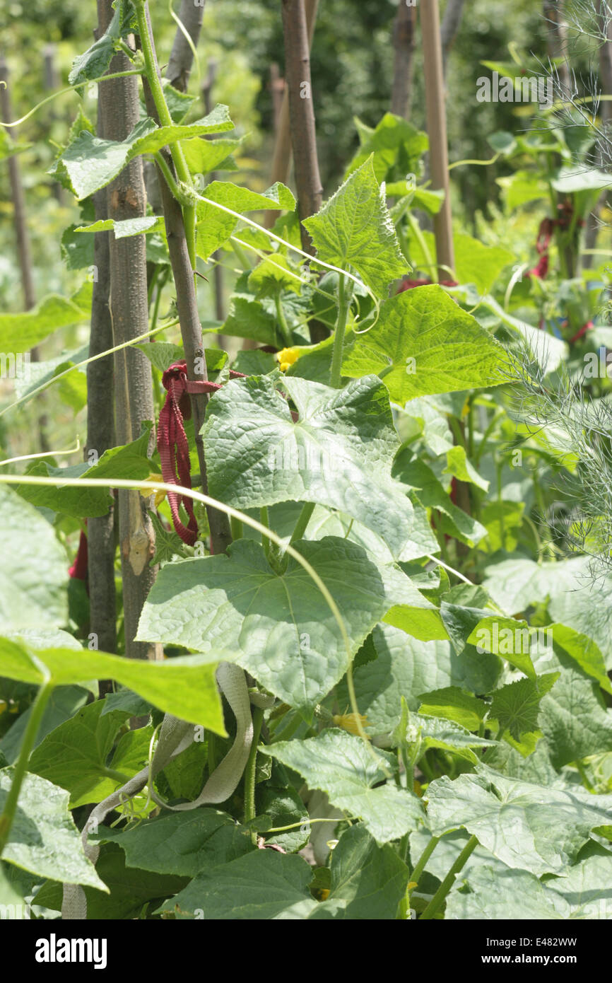 Vegetable garden summer time small farm Romania countryside Stock Photo ...