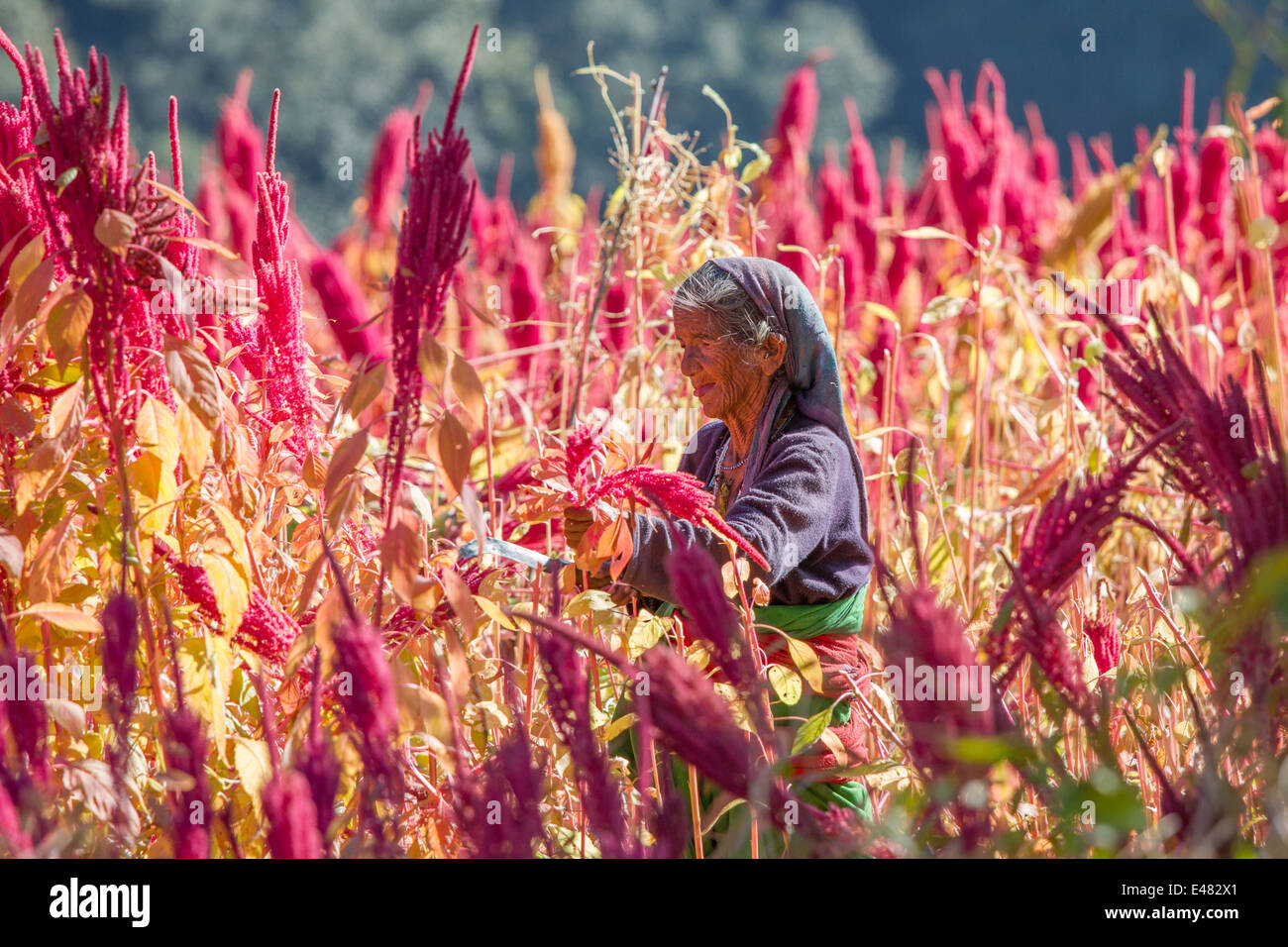 An elderly woman cutting amaranth crop, Uttarakhand, India Stock Photo ...