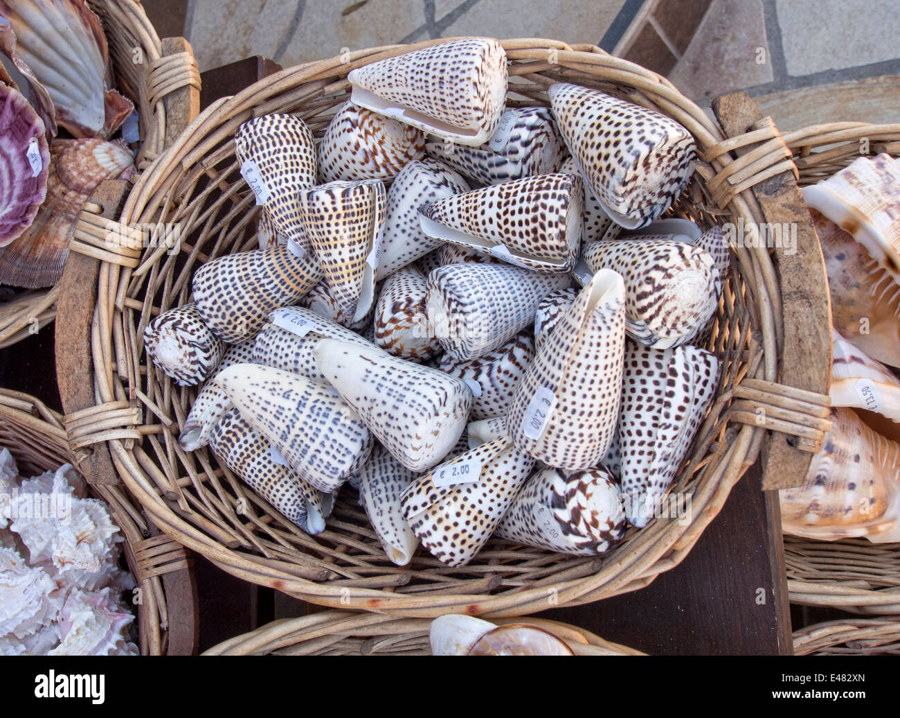 Set different seashells starfish hi-res stock photography and images ...