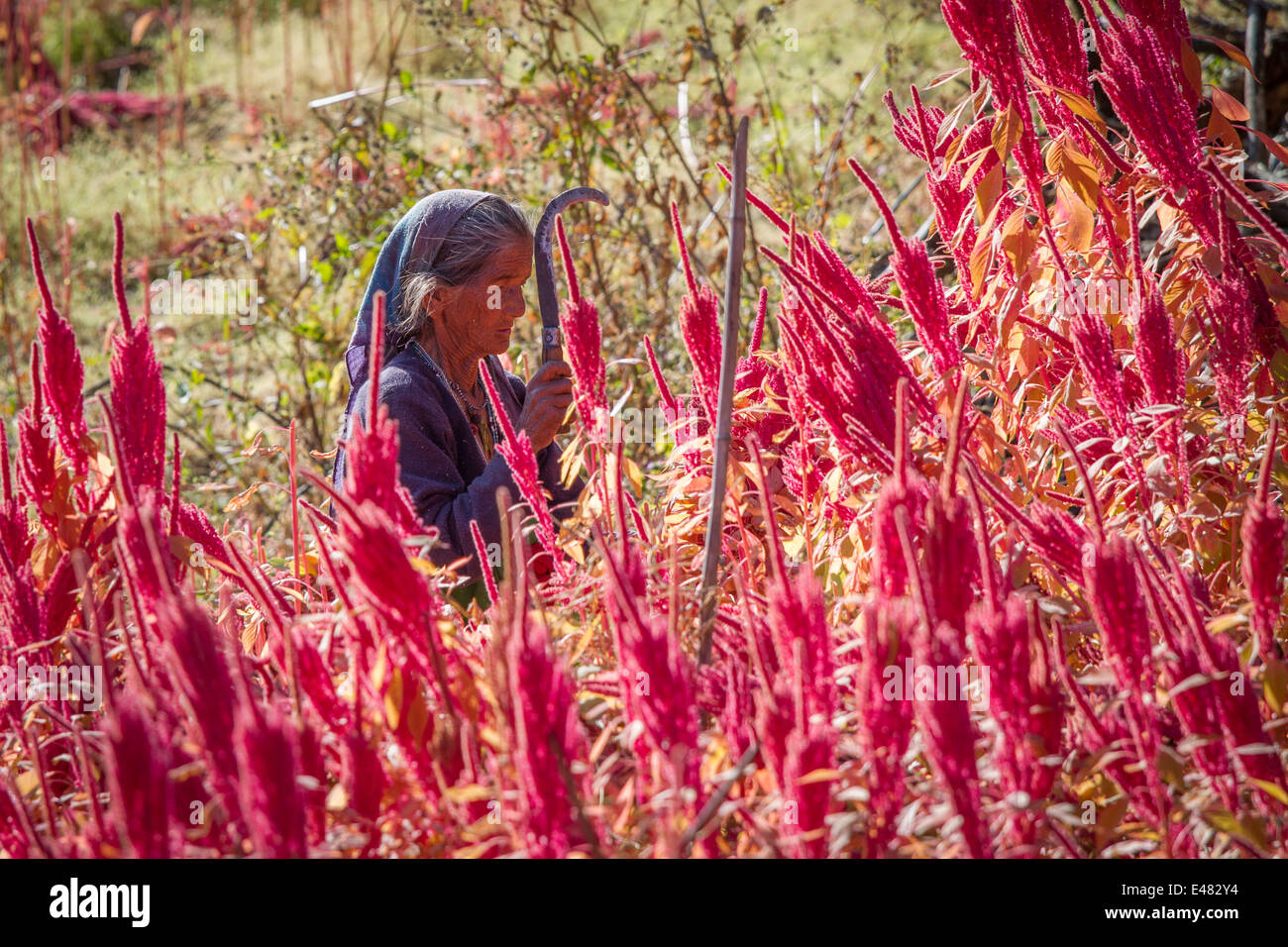 An elderly woman cutting amaranth crop, Uttarakhand, India Stock Photo ...