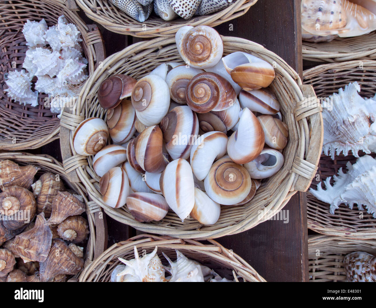 Sea shells and starfish for sale Stock Photo - Alamy