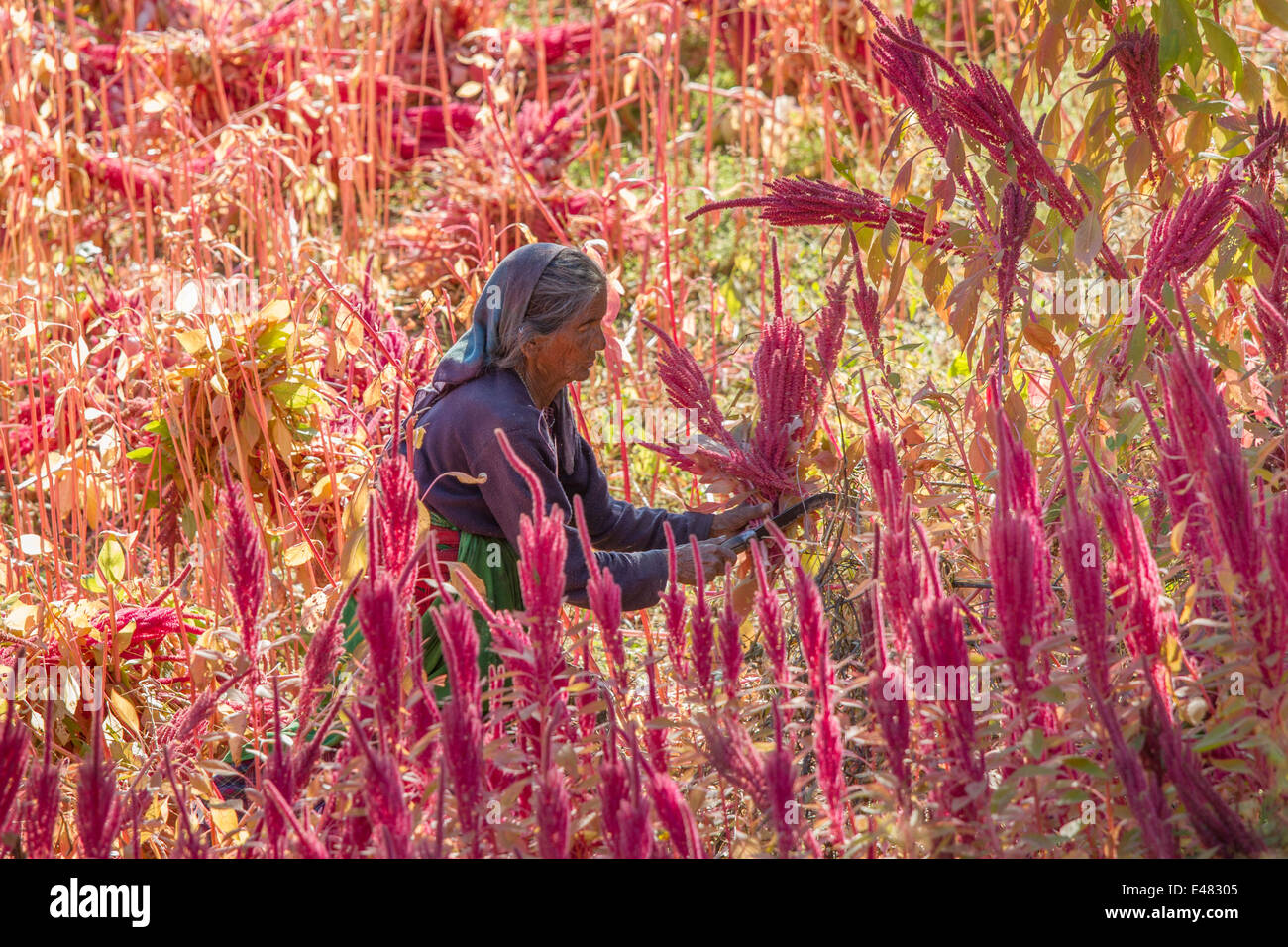 An elderly woman cutting amaranth crop, Uttarakhand, India Stock Photo ...