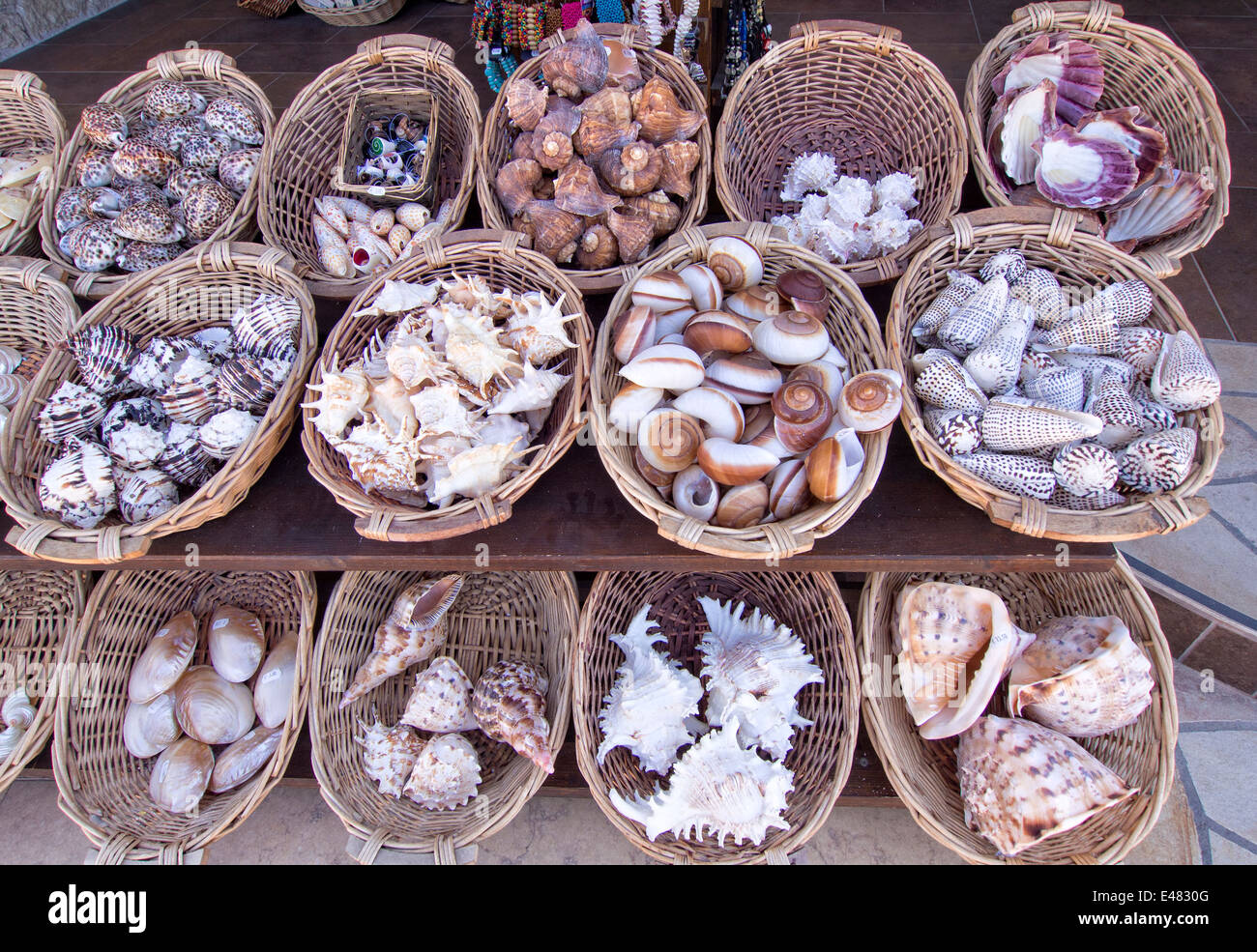 Decorative starfish hi-res stock photography and images - Alamy