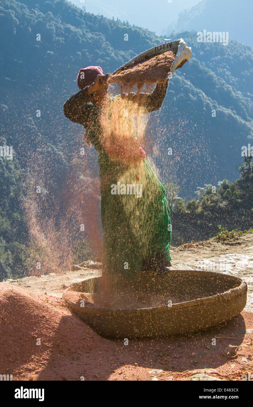 A woman winnowing the chaff, Uttarakhand, India Stock Photo - Alamy