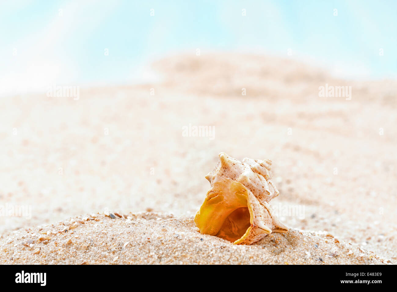 Shells on sandy beach Stock Photo - Alamy