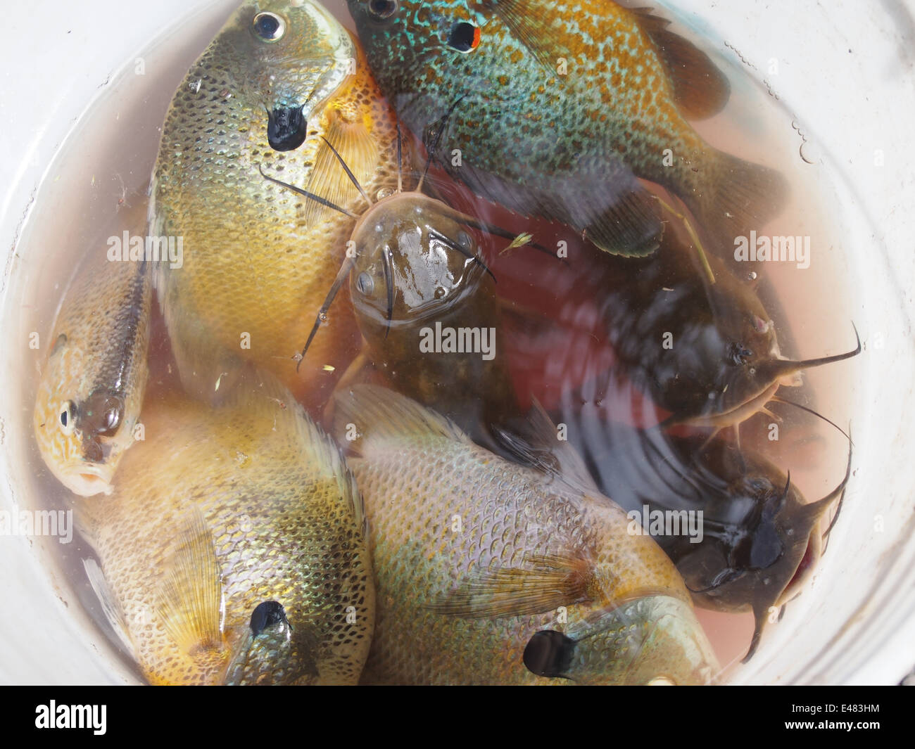 Bucket filled sunfish catfish caught hi-res stock photography and ...
