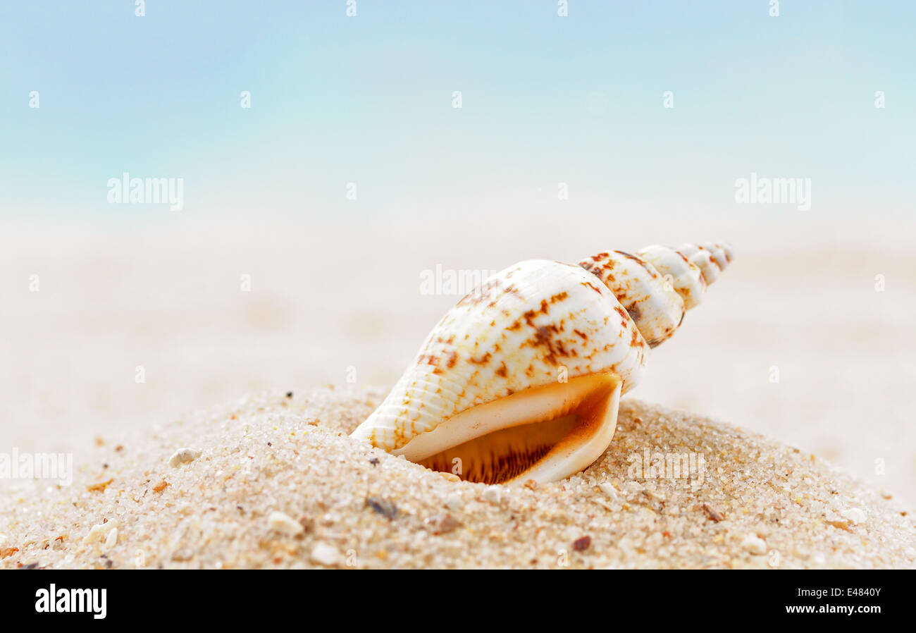Shells on sandy beach Stock Photo - Alamy