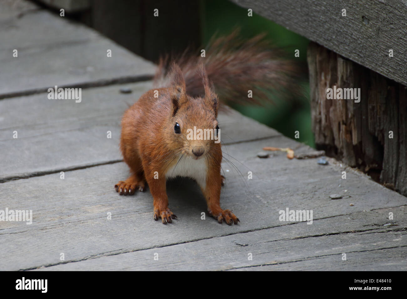 A red squirrel (Sciurus vulgaris) on a wooden bridge in Skansen park ...