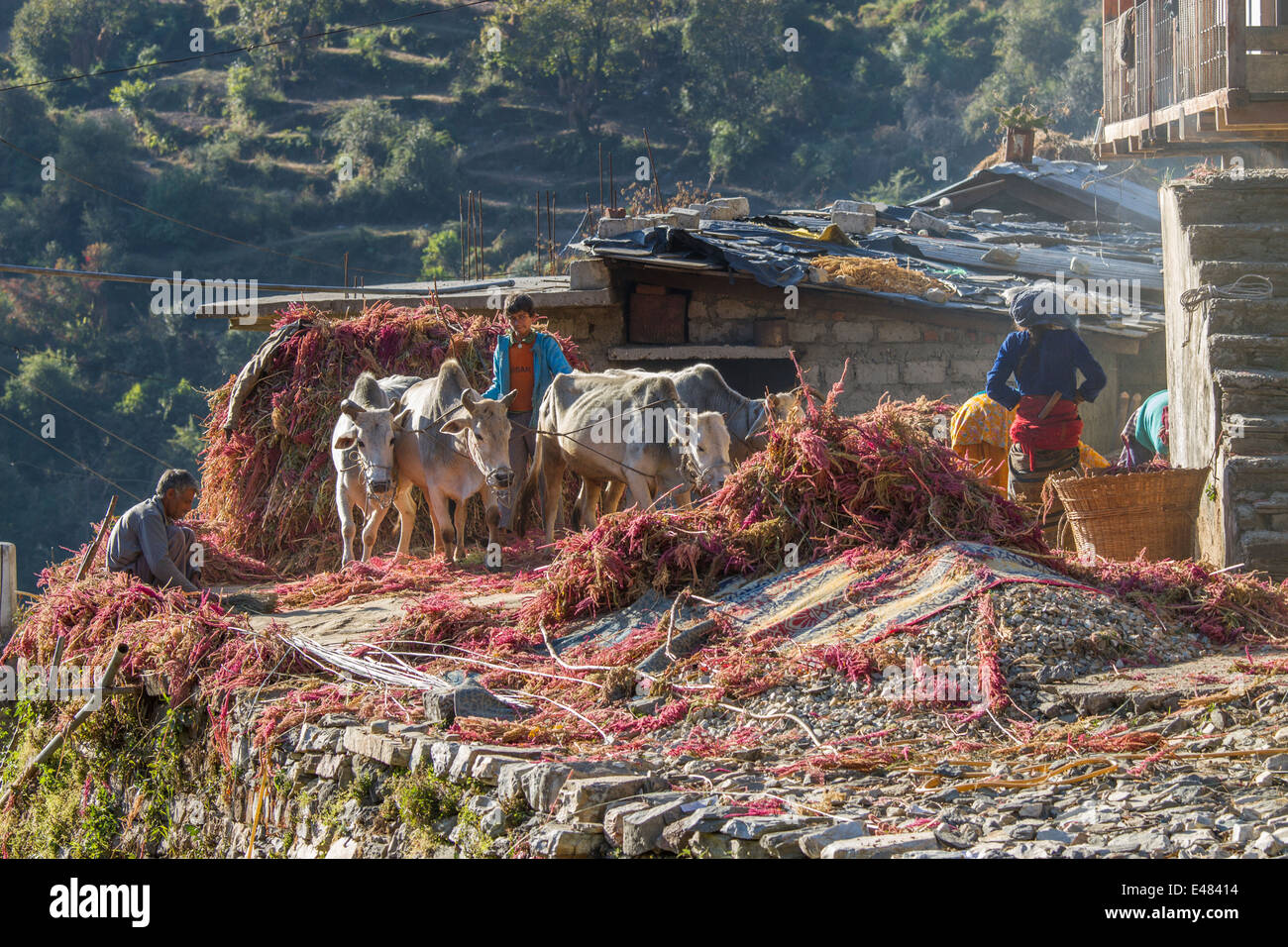 Bullock race hi-res stock photography and images - Alamy