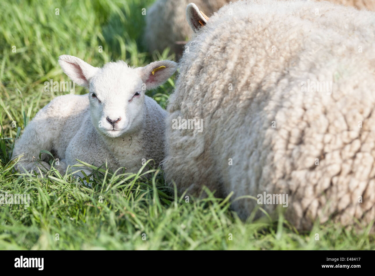 Mother lamb and baby lamb lie down in the meadow Stock Photo - Alamy