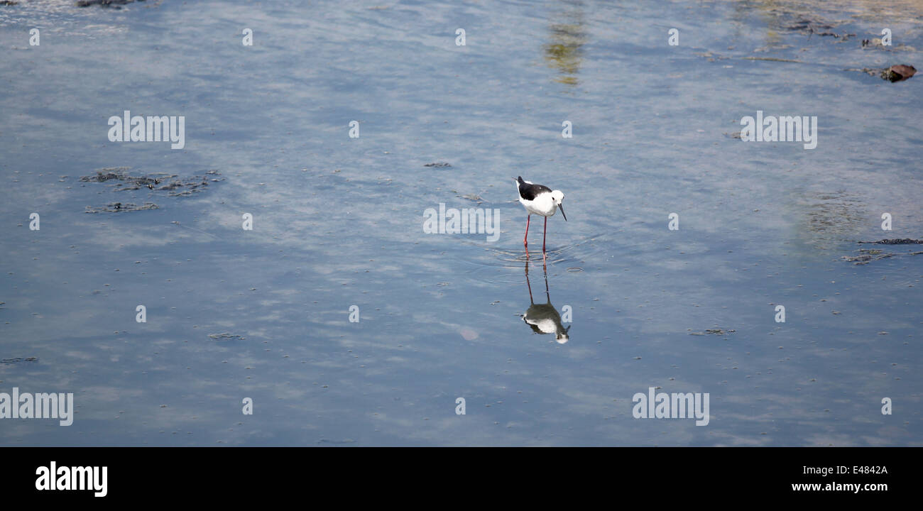 Black-winged Stilt (Himantopus himantopus) in foraging for food at ...