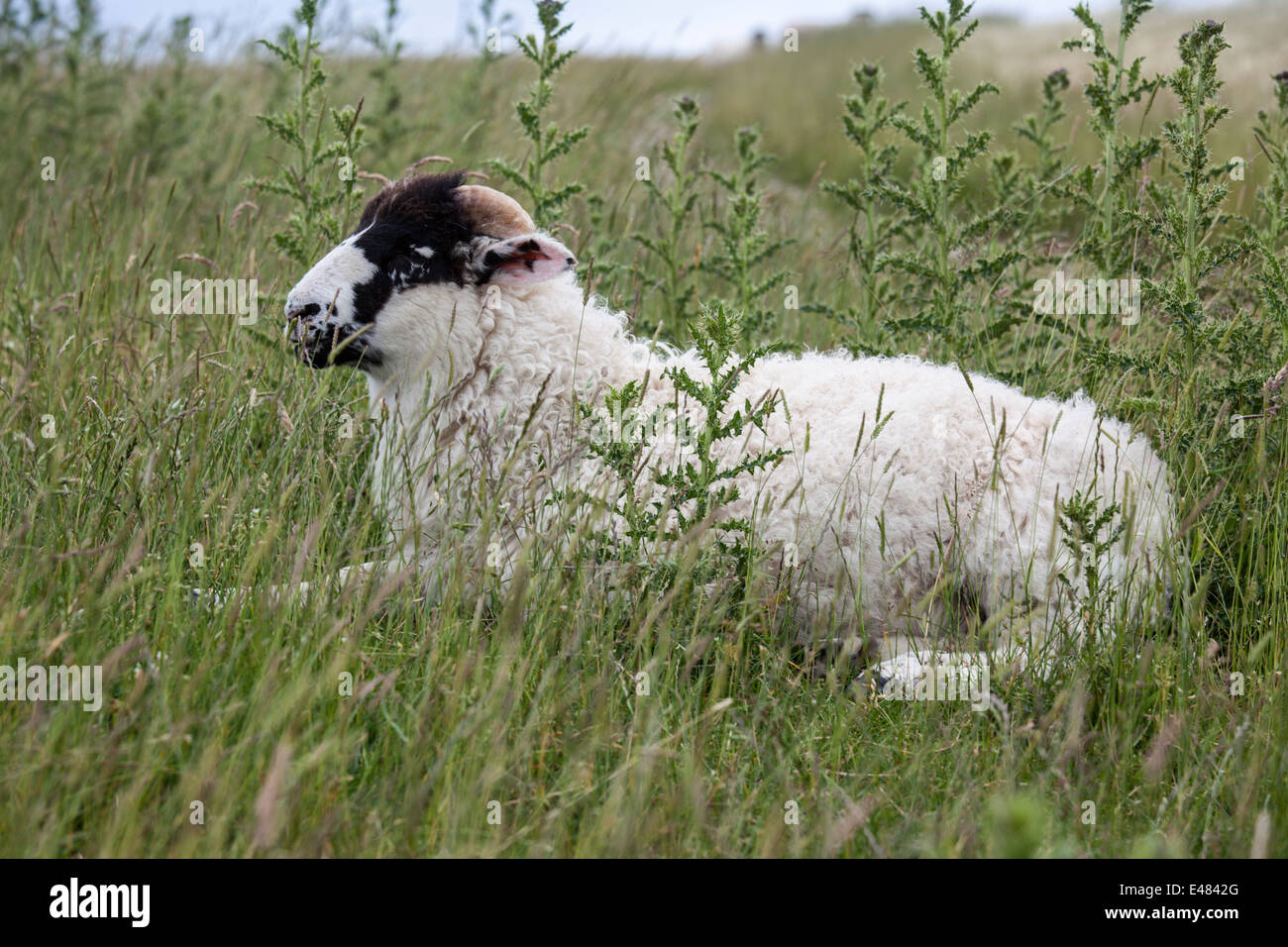 Sheep lying down sheep hi-res stock photography and images - Alamy