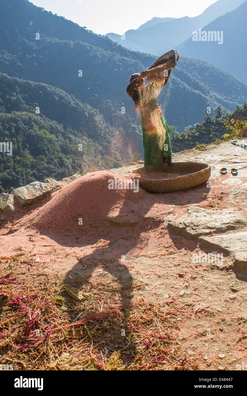 A woman winnowing the chaff, Uttarakhand, India Stock Photo - Alamy