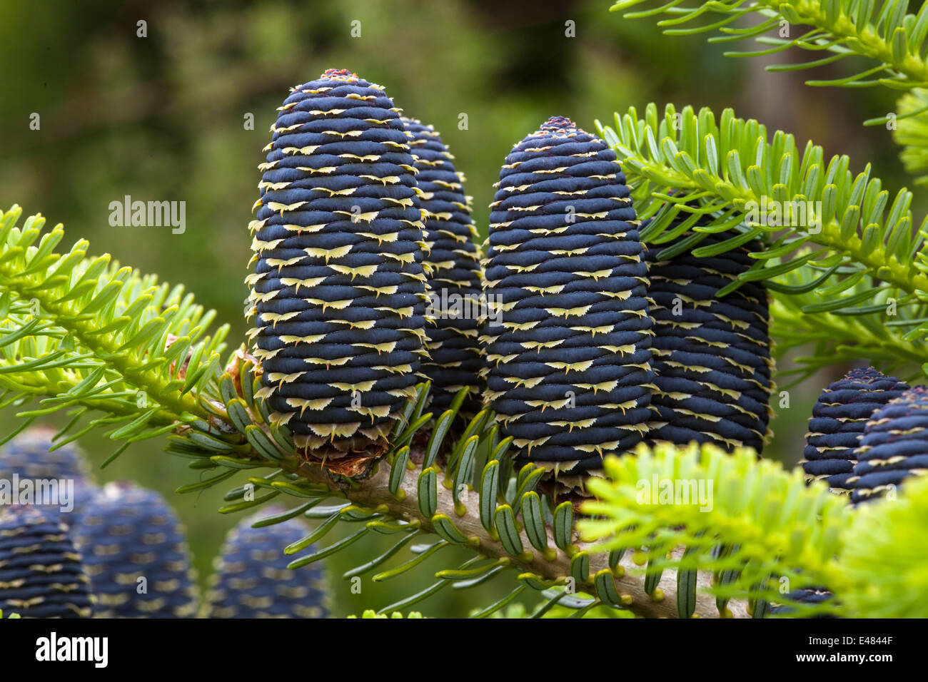 Abies koreana cones hi-res stock photography and images - Alamy