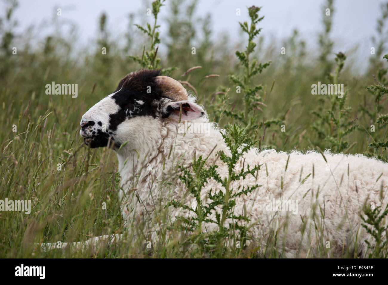 Swaledale sheep hi-res stock photography and images - Alamy