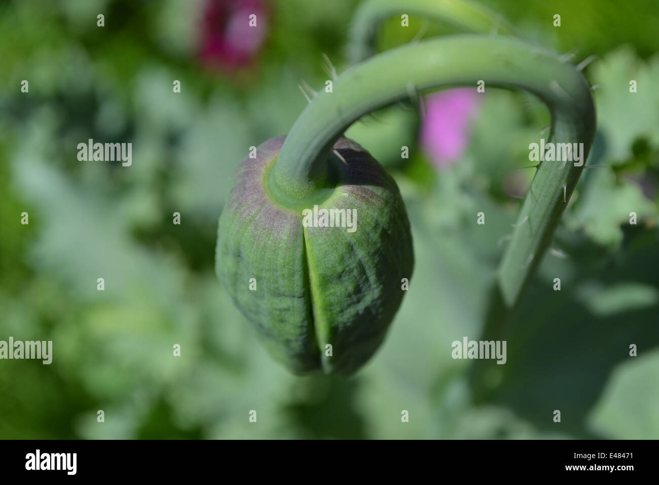 Papaver somniferum opium poppy hi-res stock photography and images - Alamy