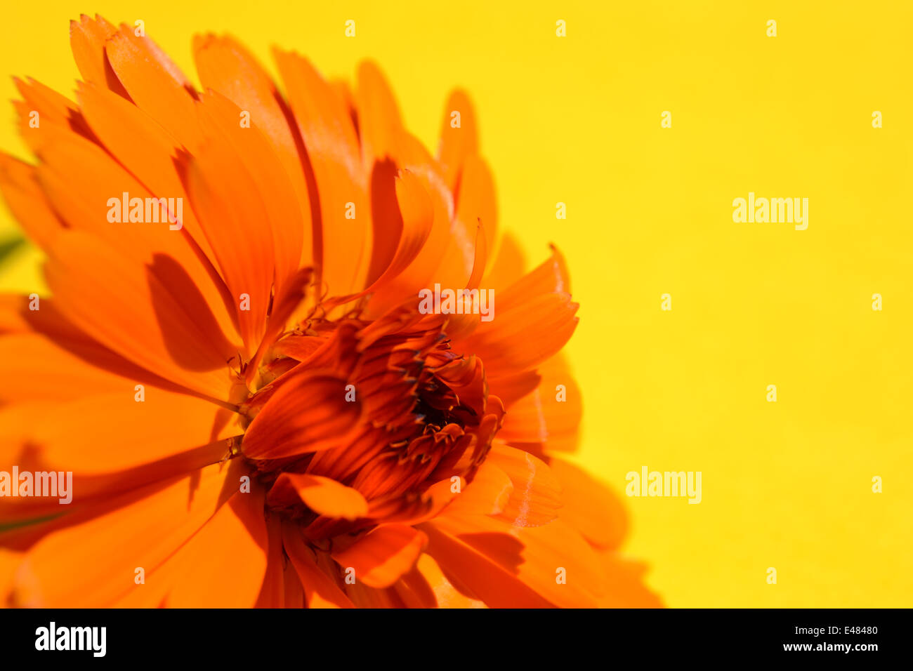 Pot marigold, Calendula officinalis: Indian Prince Stock Photo - Alamy