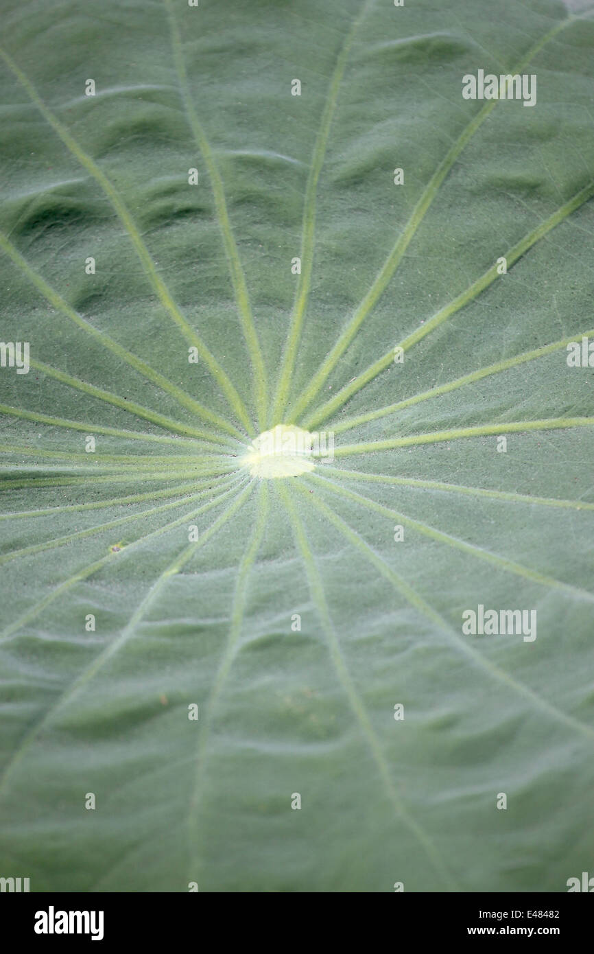 Pattern on the surface of the lotus leaf for the Natural background ...