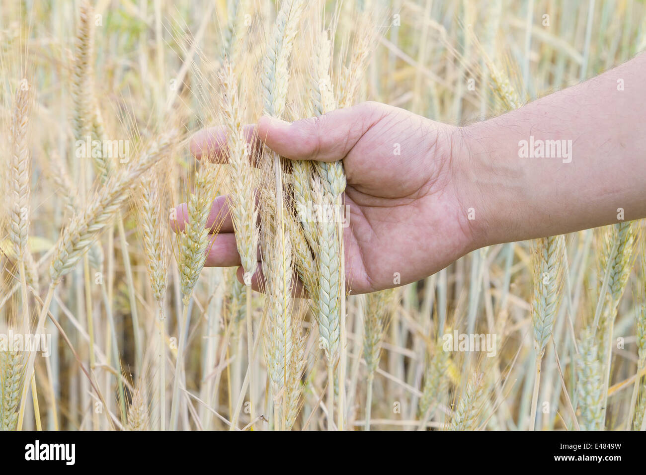 wheat in the men s hand Stock Photo - Alamy