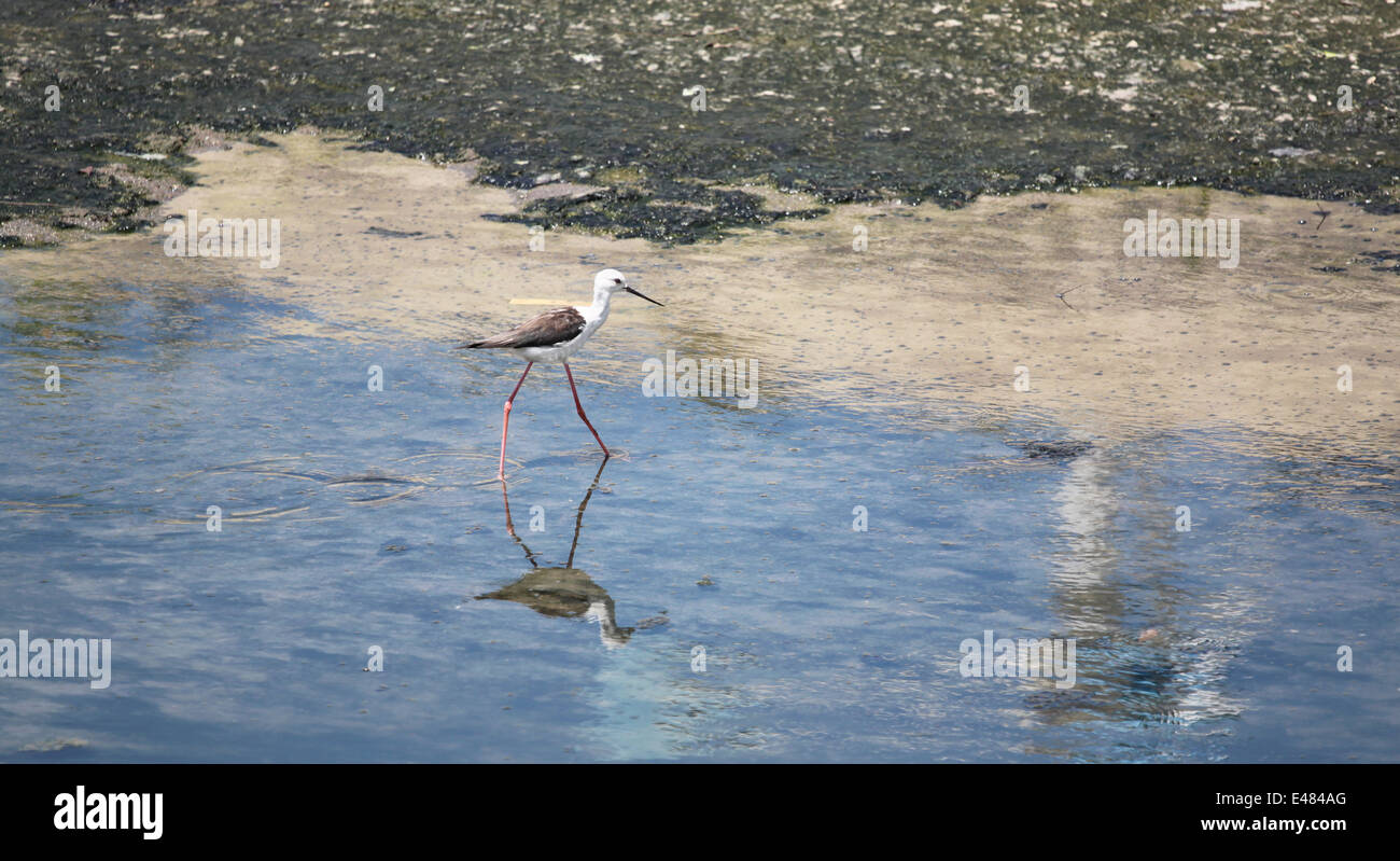 Black-winged Stilt (Himantopus himantopus) in foraging for food at ...