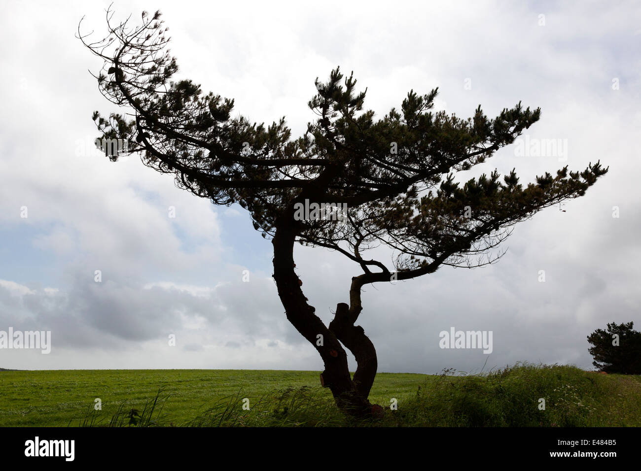 Solitary tree near Mathry, Pembrokeshire Stock Photo - Alamy