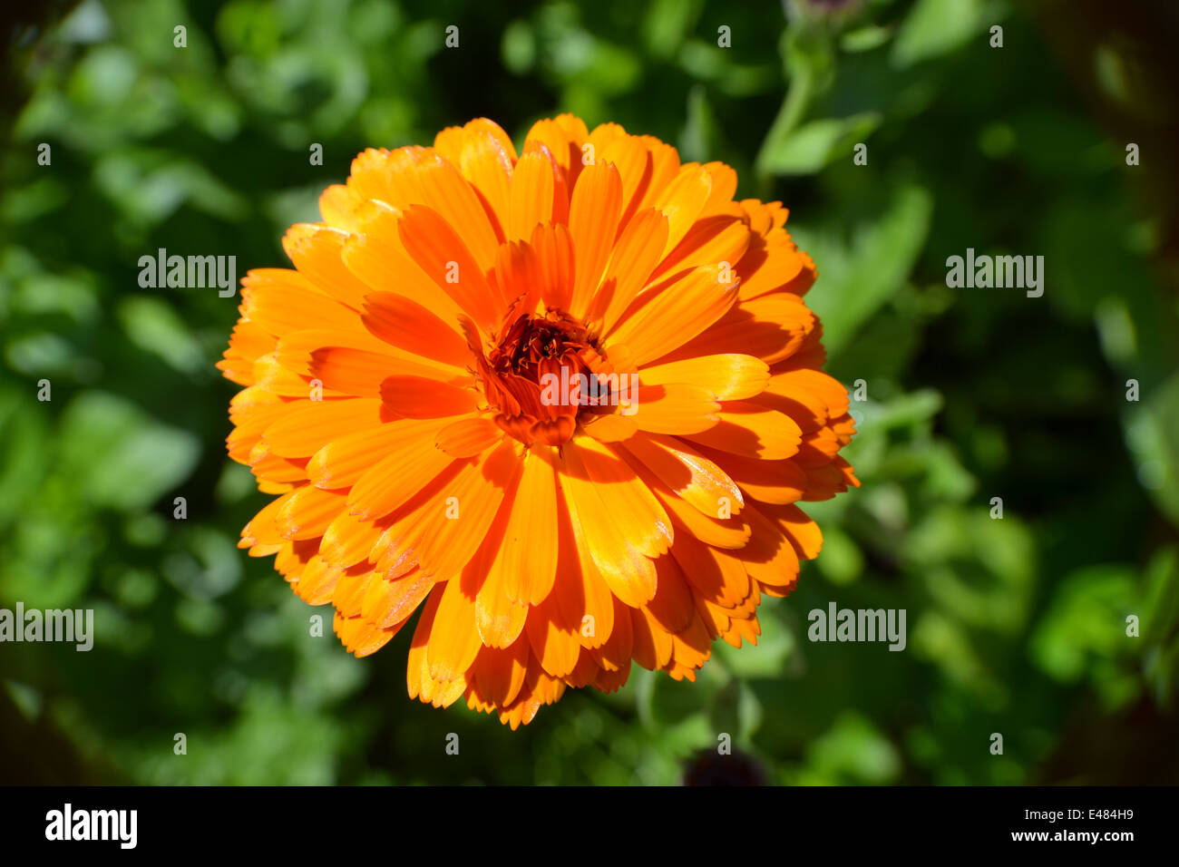 Pot marigold, Calendula officinalis: Indian Prince Stock Photo - Alamy