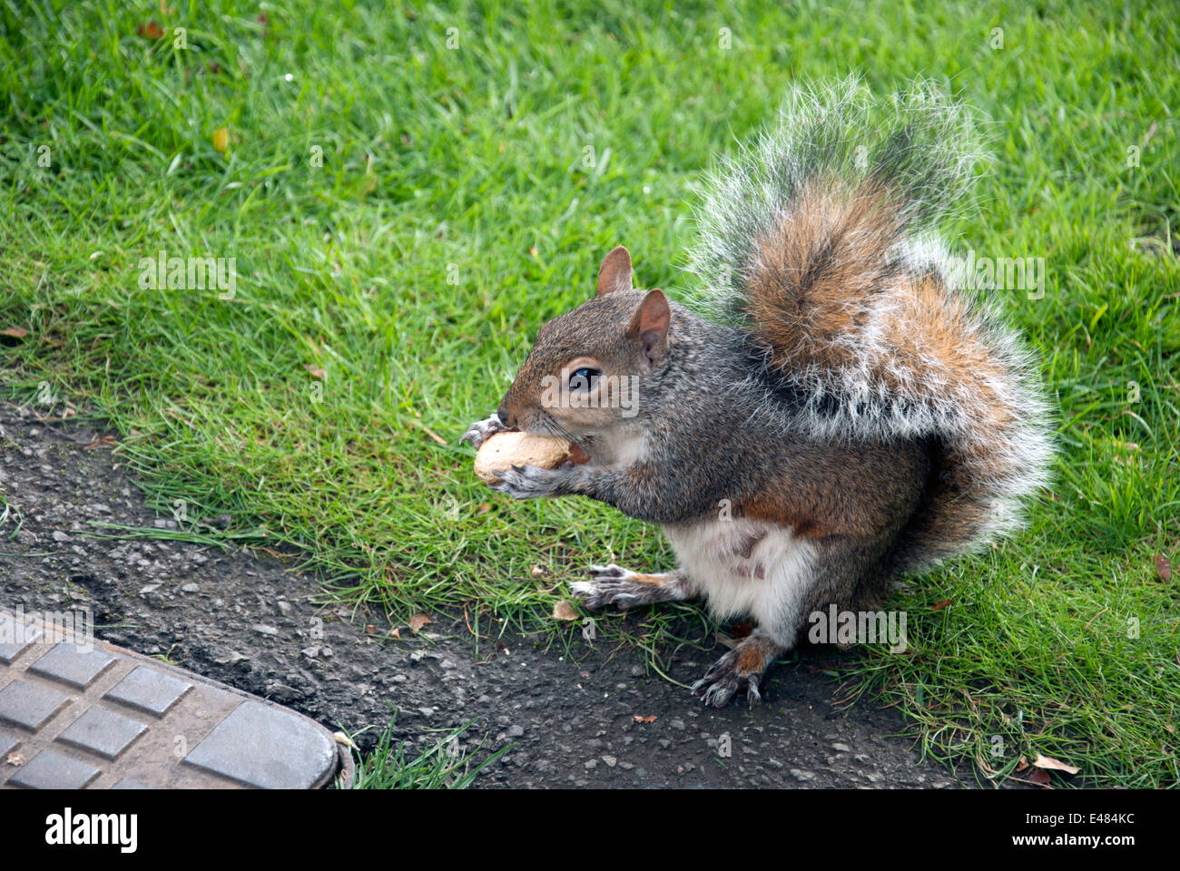 Squirrel eating nuts in nature hi-res stock photography and images - Alamy