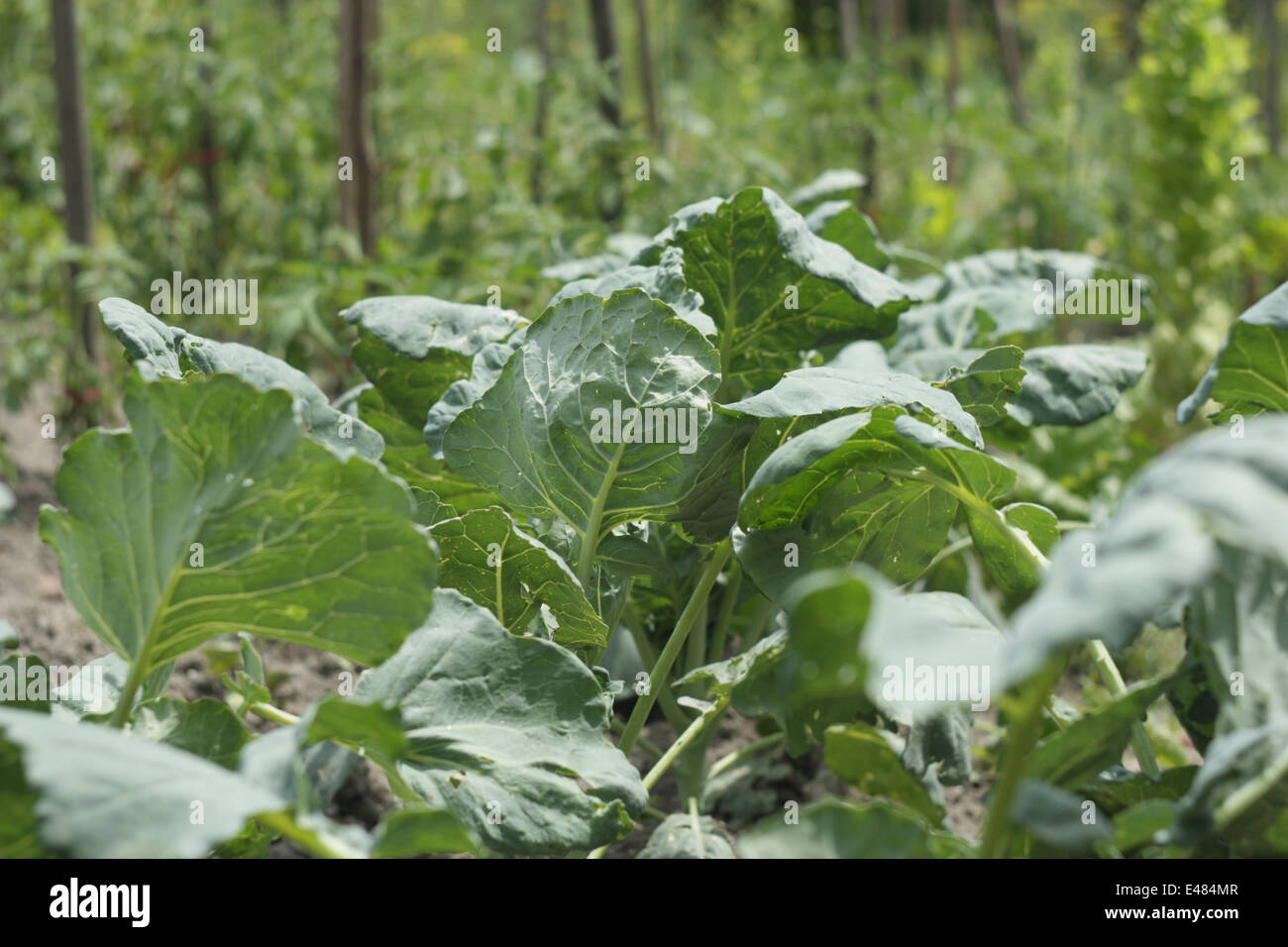 Vegetable garden summer time small farm Romania countryside Stock Photo ...