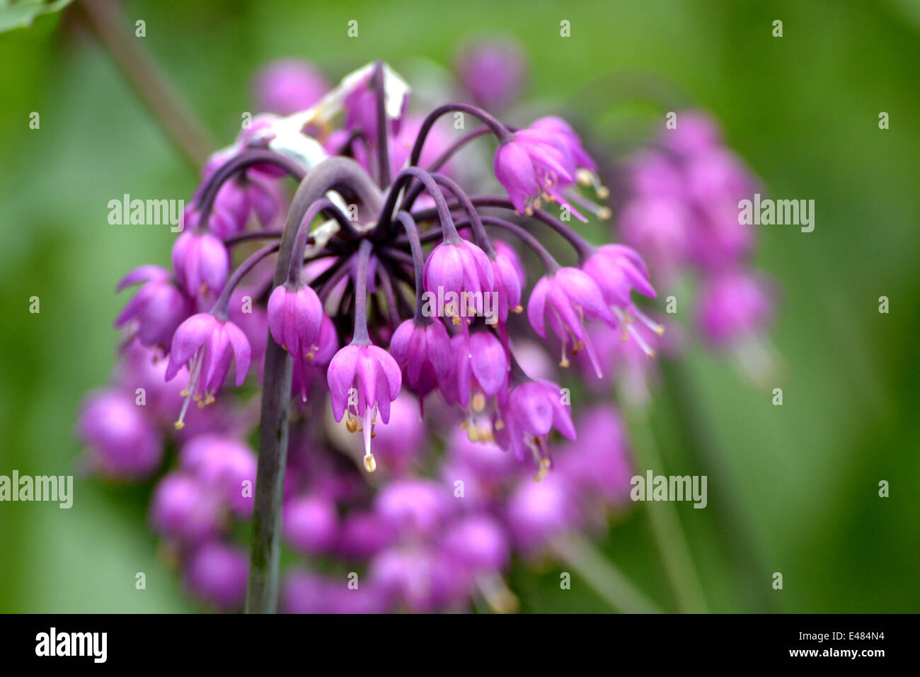 Allium cernuum, ornamental onion flower Stock Photo - Alamy