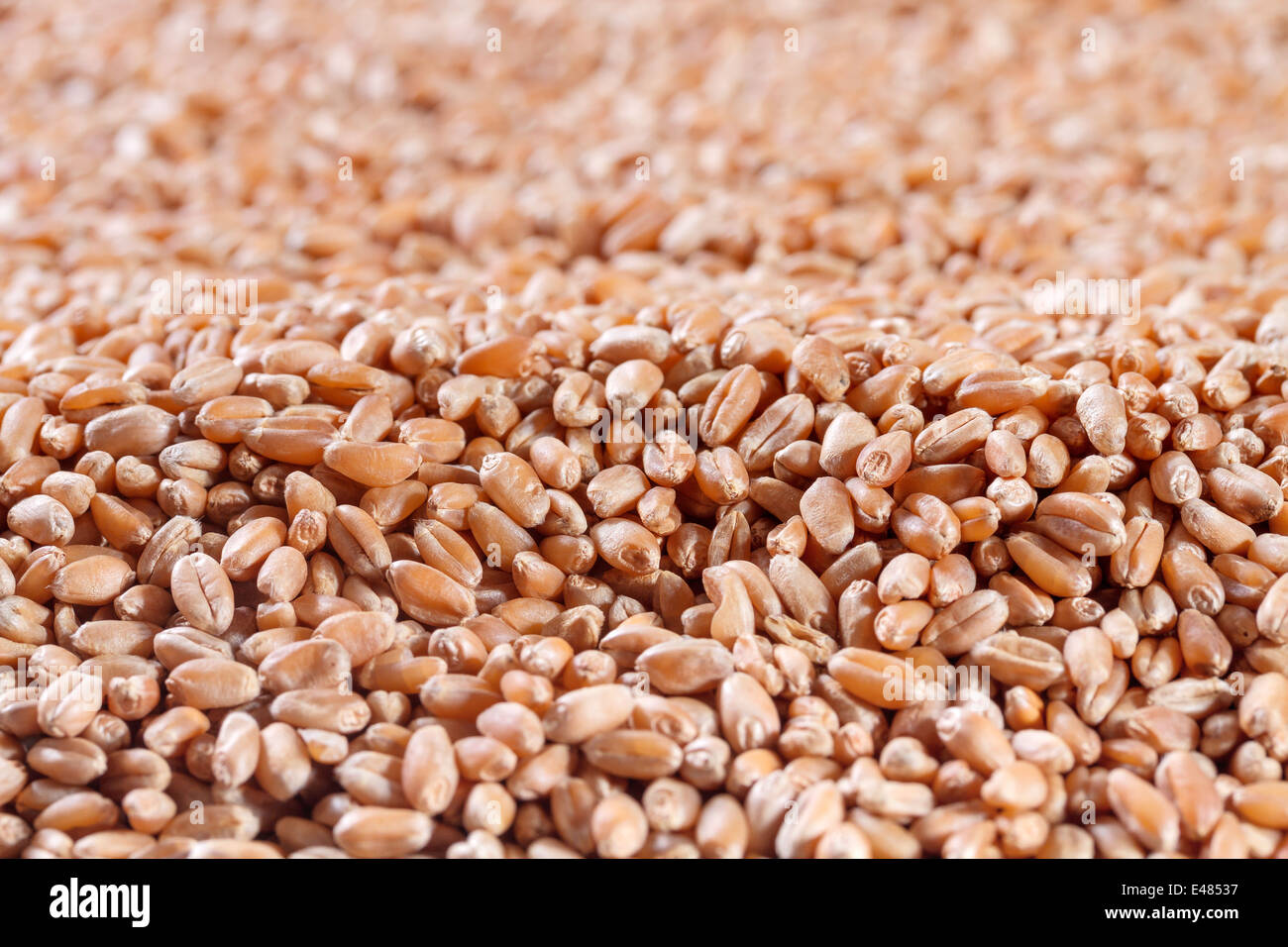 Wheat grains close up Stock Photo - Alamy