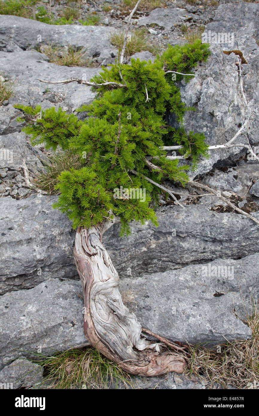 Old stunted Yew tree growing in limestone pavement Stock Photo - Alamy