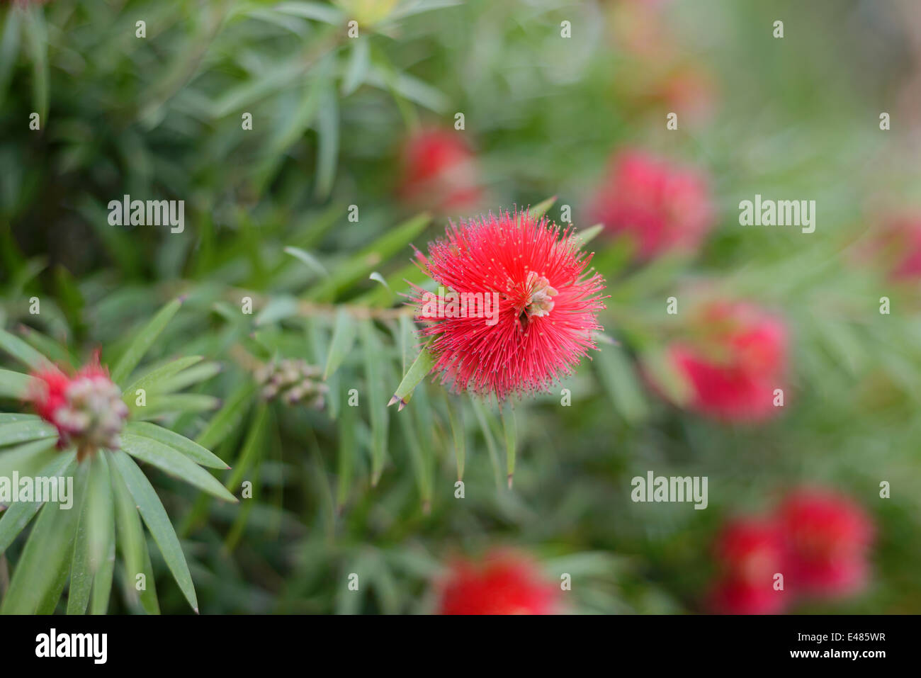 Bottlebrush Plant High Resolution Stock Photography and Images - Alamy