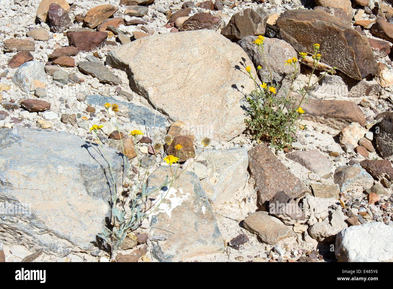 Yellow desert wildflowers blooming in spring in desert Stock Photo - Alamy